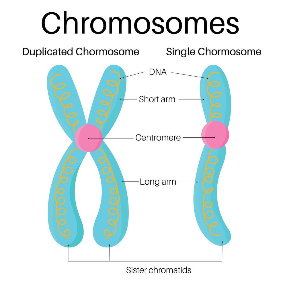Structure of gene and chromosome. 41042052 Vector Art at Vecteezy