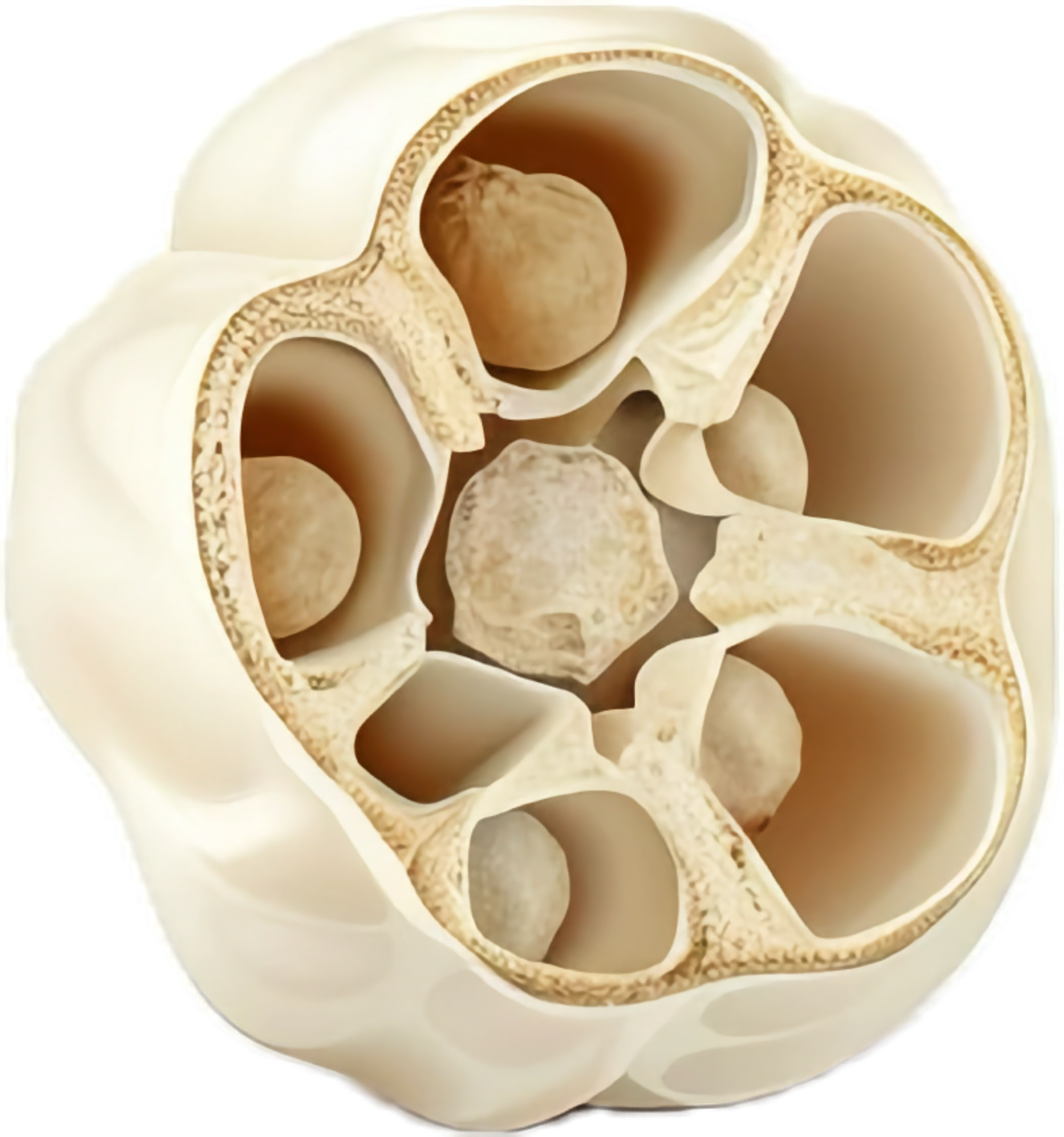 Ai Generated Lotus Seed Pod Png 41167063 Png