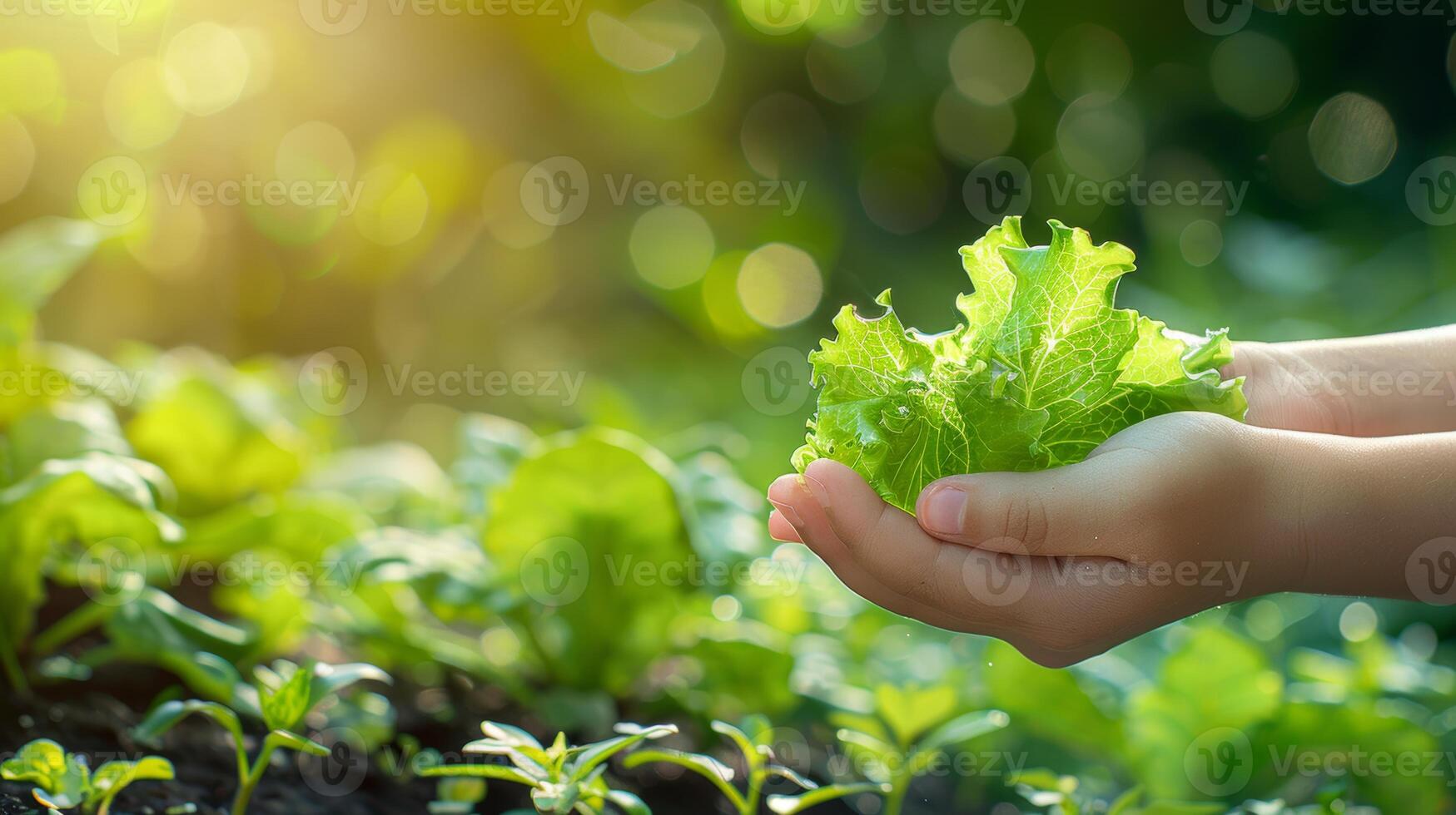 AI generated Fresh lettuce leaves held in hand, assorted lettuce ... AI generated Fresh lettuce leaves held in hand, assorted lettuce ...