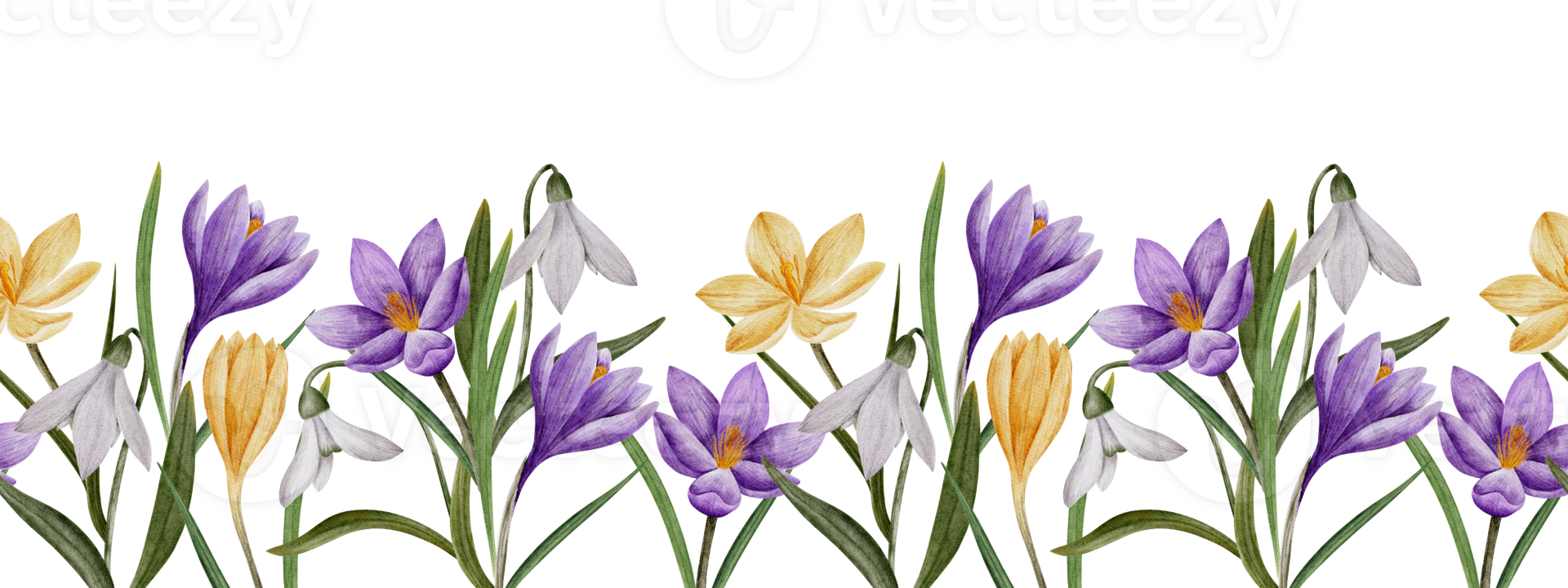 Crocus And Snowdrop Flower Seamless Horizontal Border Watercolor Art Isolated Spring Clipart