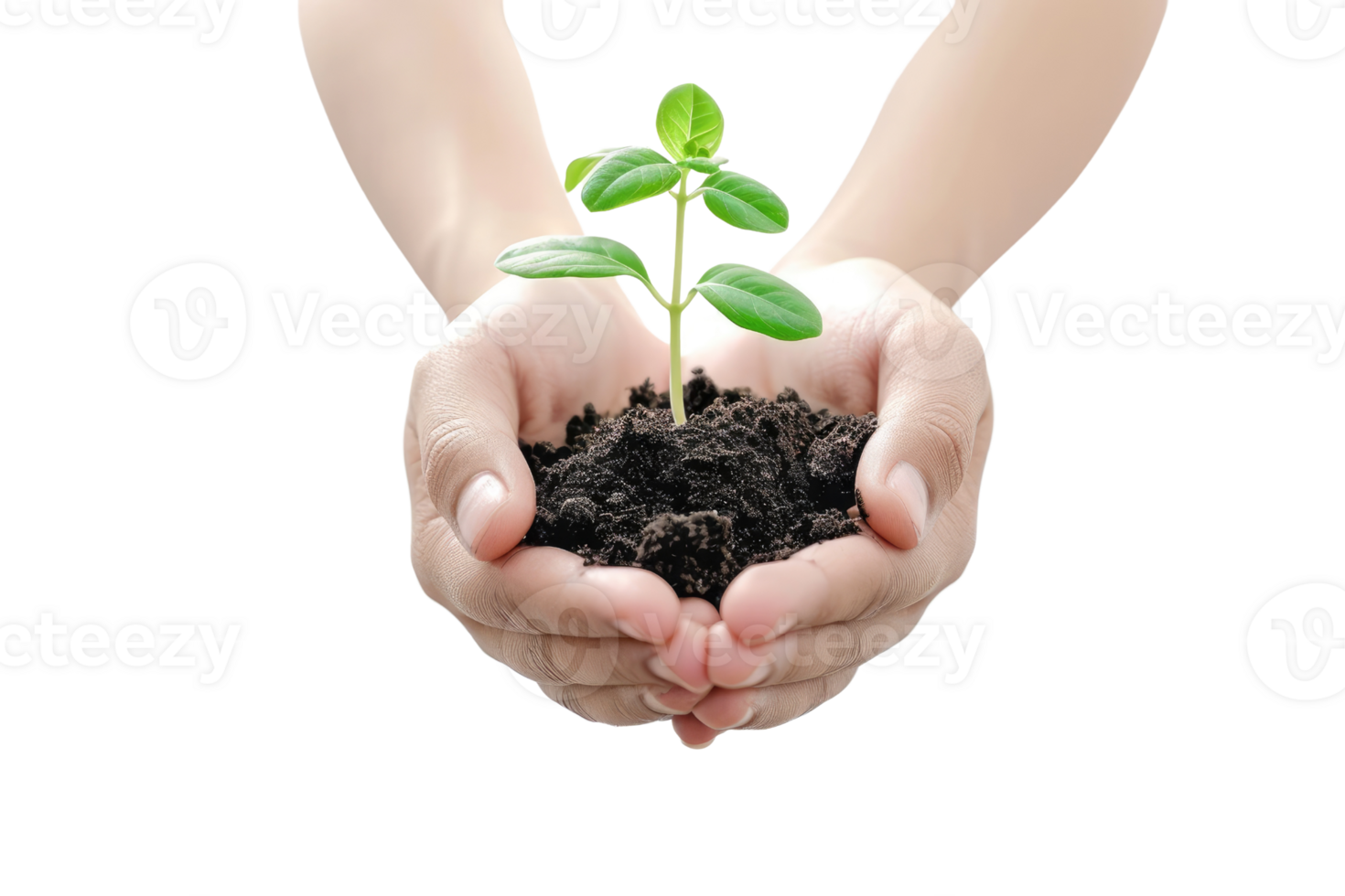AI generated Hand holding young plant growing isolated transparent ... AI generated Hand holding young plant growing isolated transparent ...