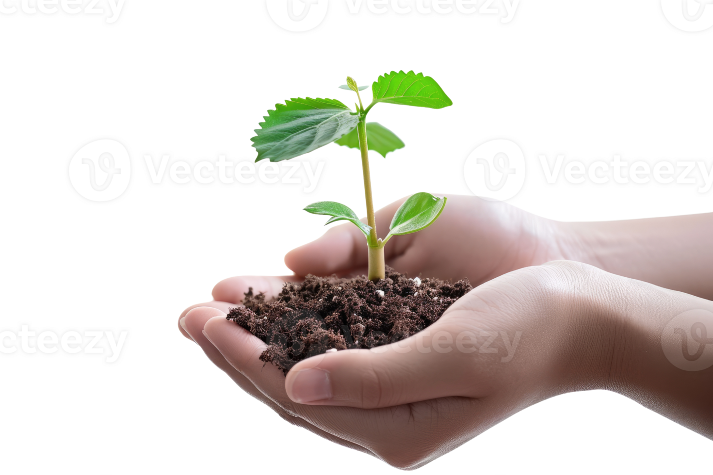 AI generated Hand holding young plant growing isolated transparent ... AI generated Hand holding young plant growing isolated transparent ...