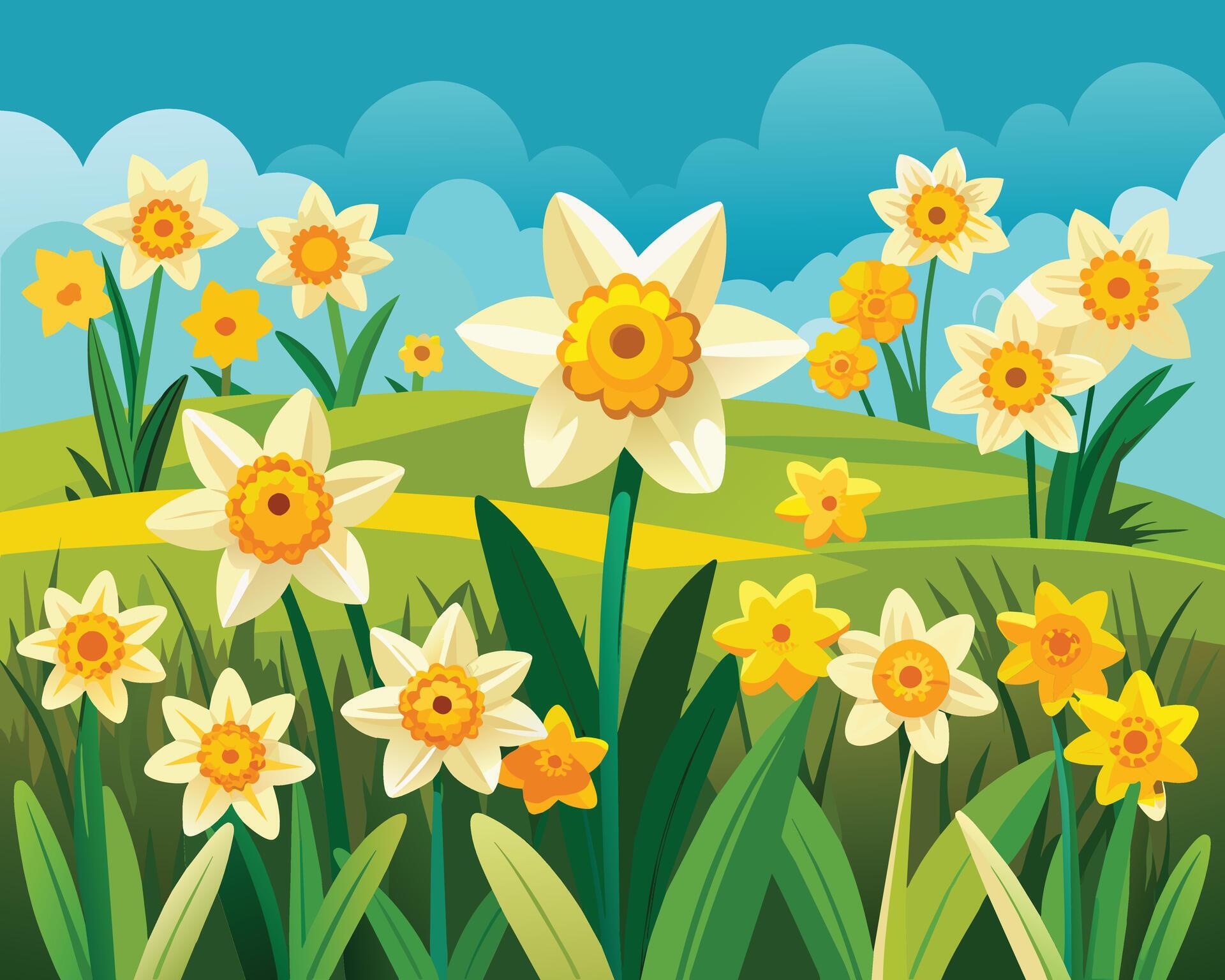 Daffodil flowers spring vector illustration on white background ...