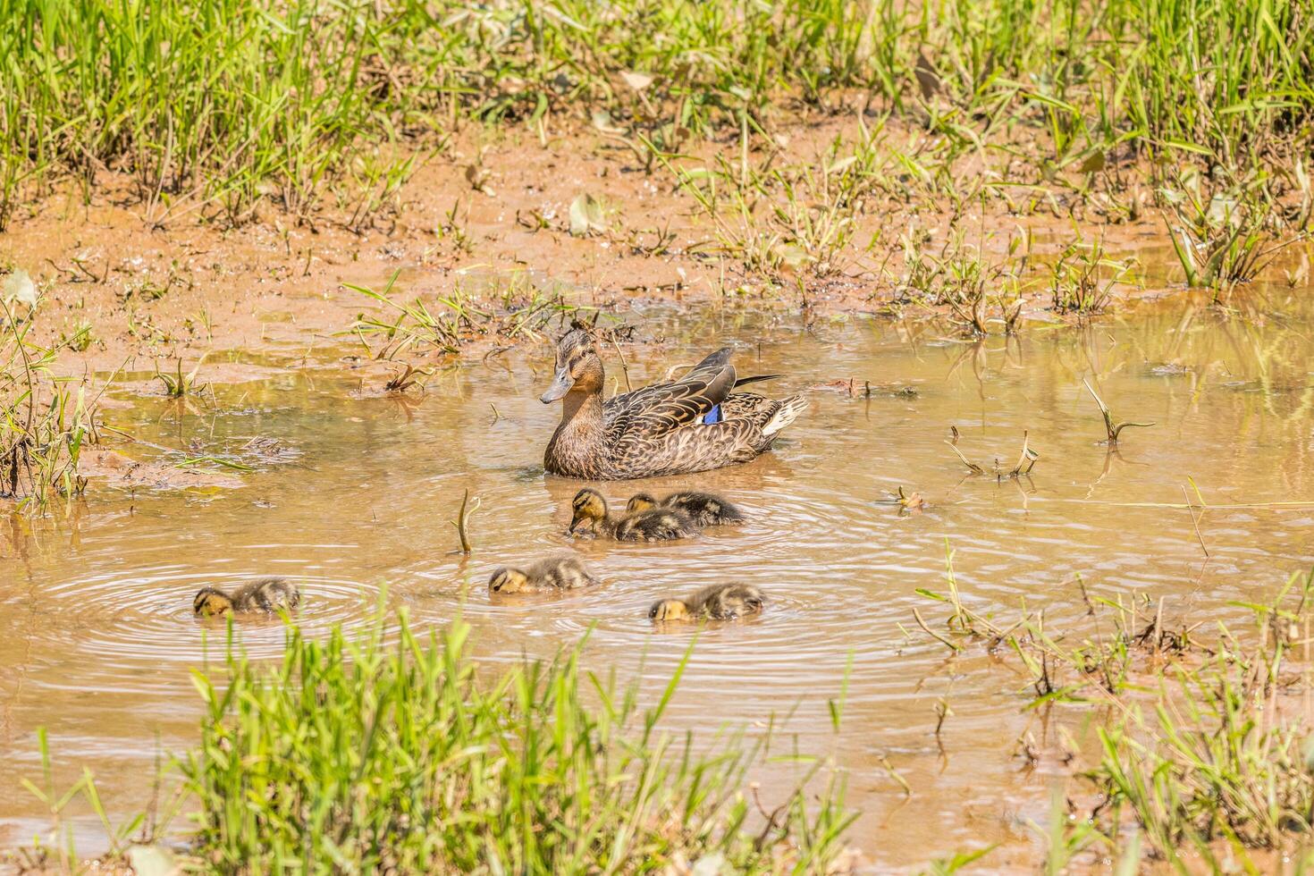 Female mallard duck and her ducklings 41421422 Stock Photo at Vecteezy Female mallard duck and her ducklings 41421422 Stock Photo at Vecteezy