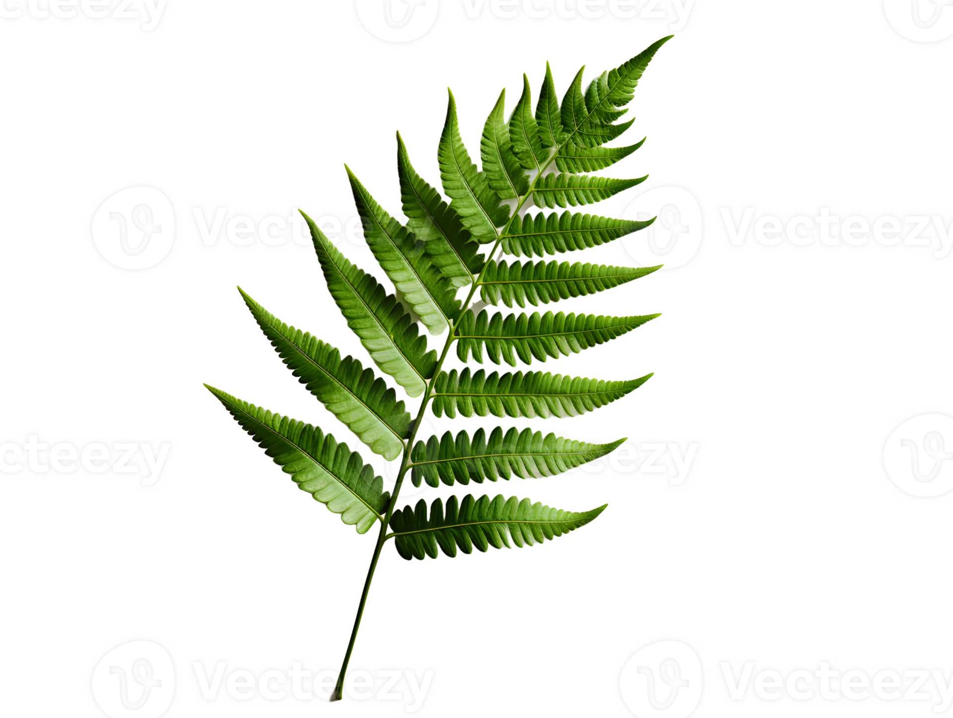 AI generated Green Fern Leaf. Tropical Botany Isolated on a Transparent ... AI generated Green Fern Leaf. Tropical Botany Isolated on a Transparent ...