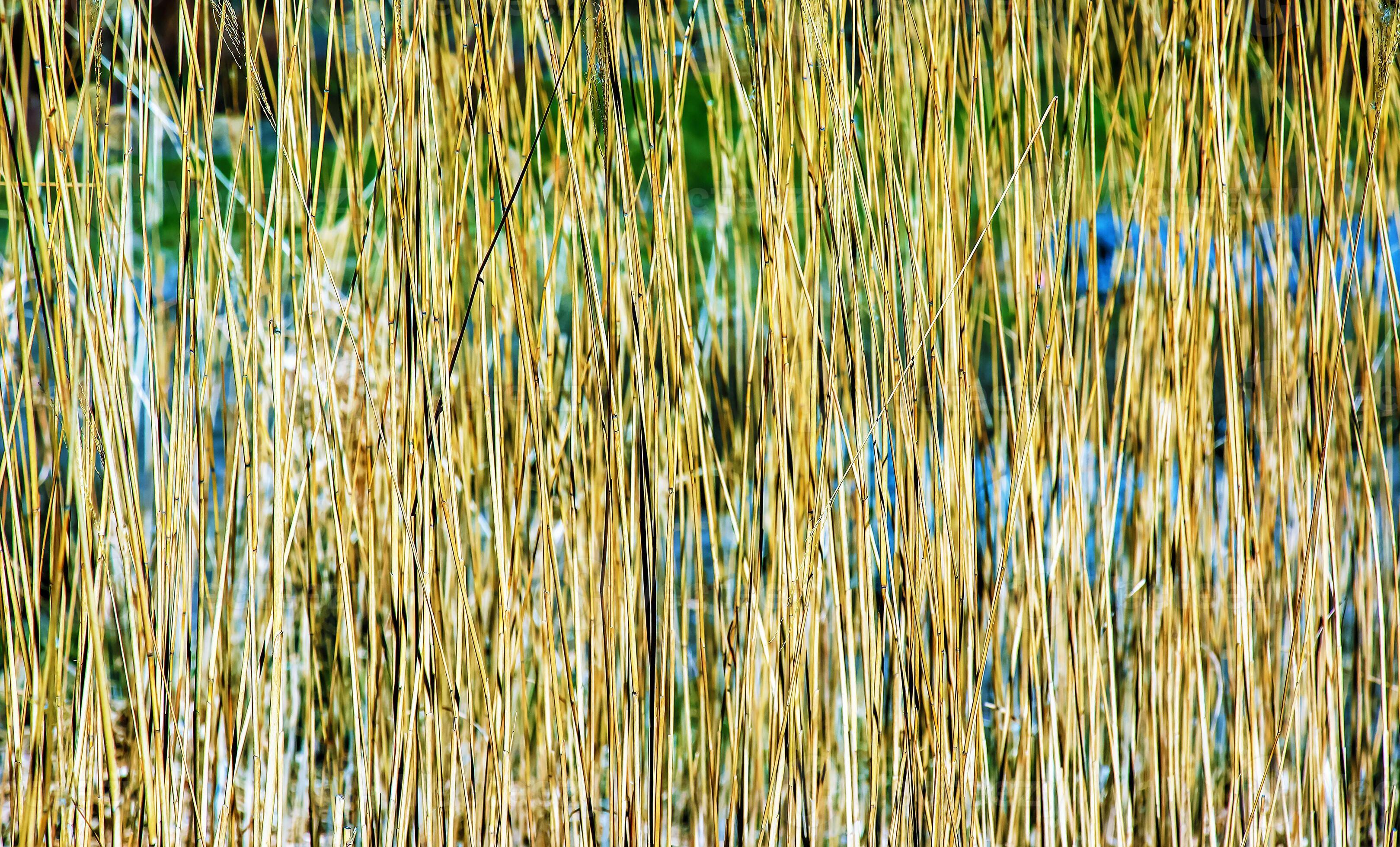 Dry Grass Background Dry Panicles Of Miscanthus Sinensis Sway In The Wind In Early Spring