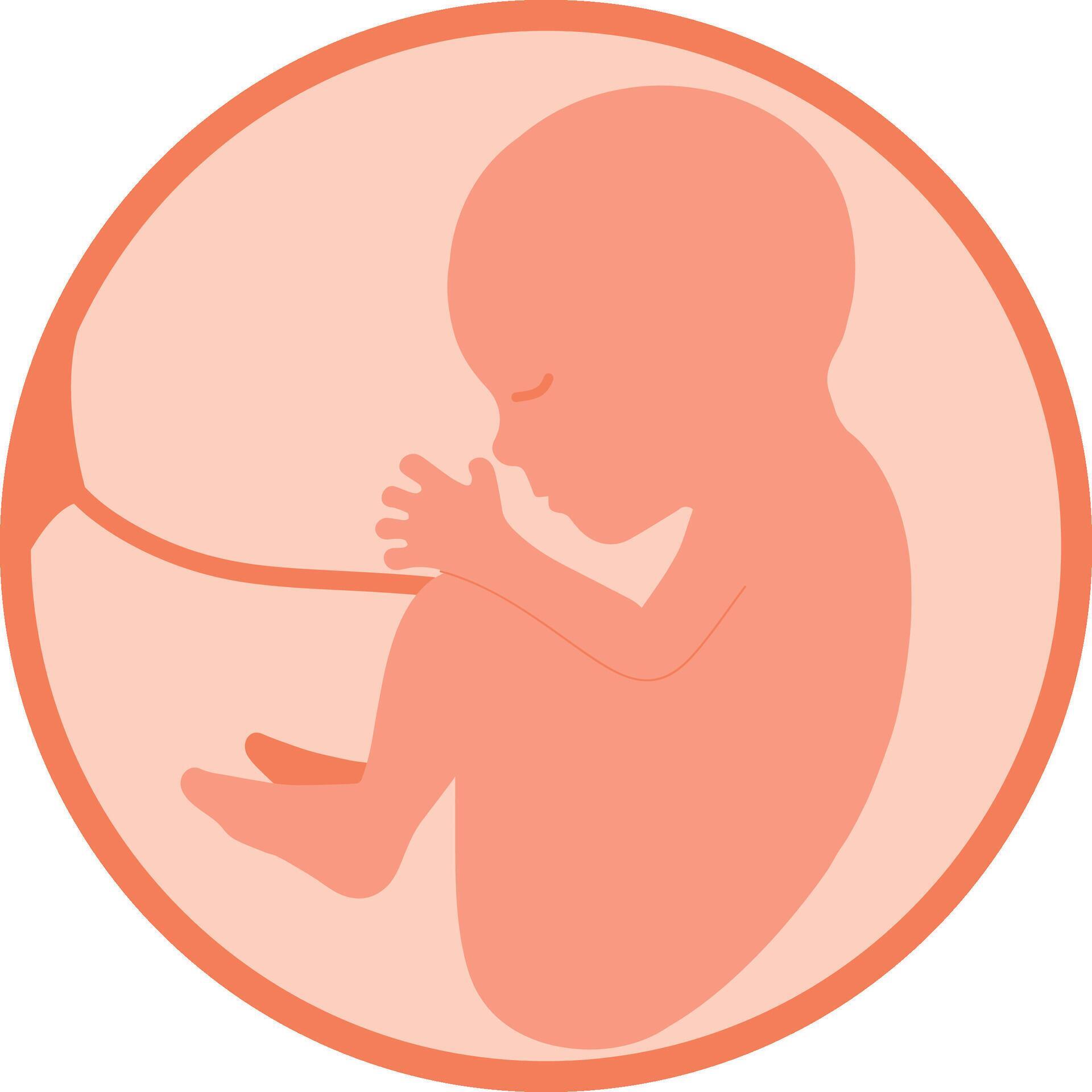 Baby in womb. Pregnancy and health of mother and baby inside. Fetus symbol. Round logo. embryo ...