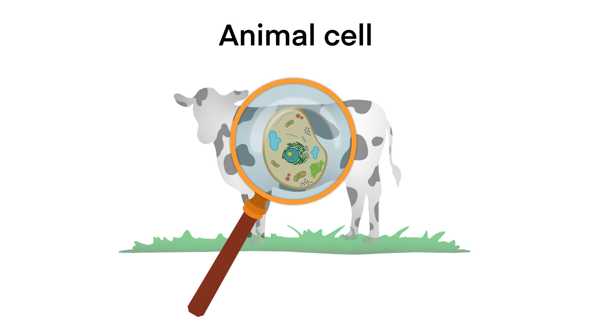 animal cell anatomy, biological animal cell with organelles cross ... animal cell anatomy, biological animal cell with organelles cross ...