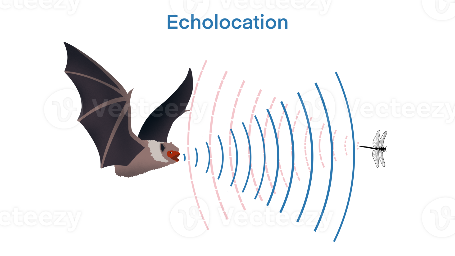 Echolocation In Bat Bat Hunt Their Prey By Making High Pitched Sounds And Listening For Echoes