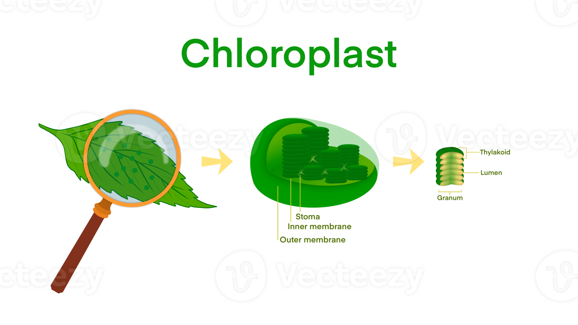 Chloroplast Photosynthesis Infographic Elements, Chloroplast organelles ...