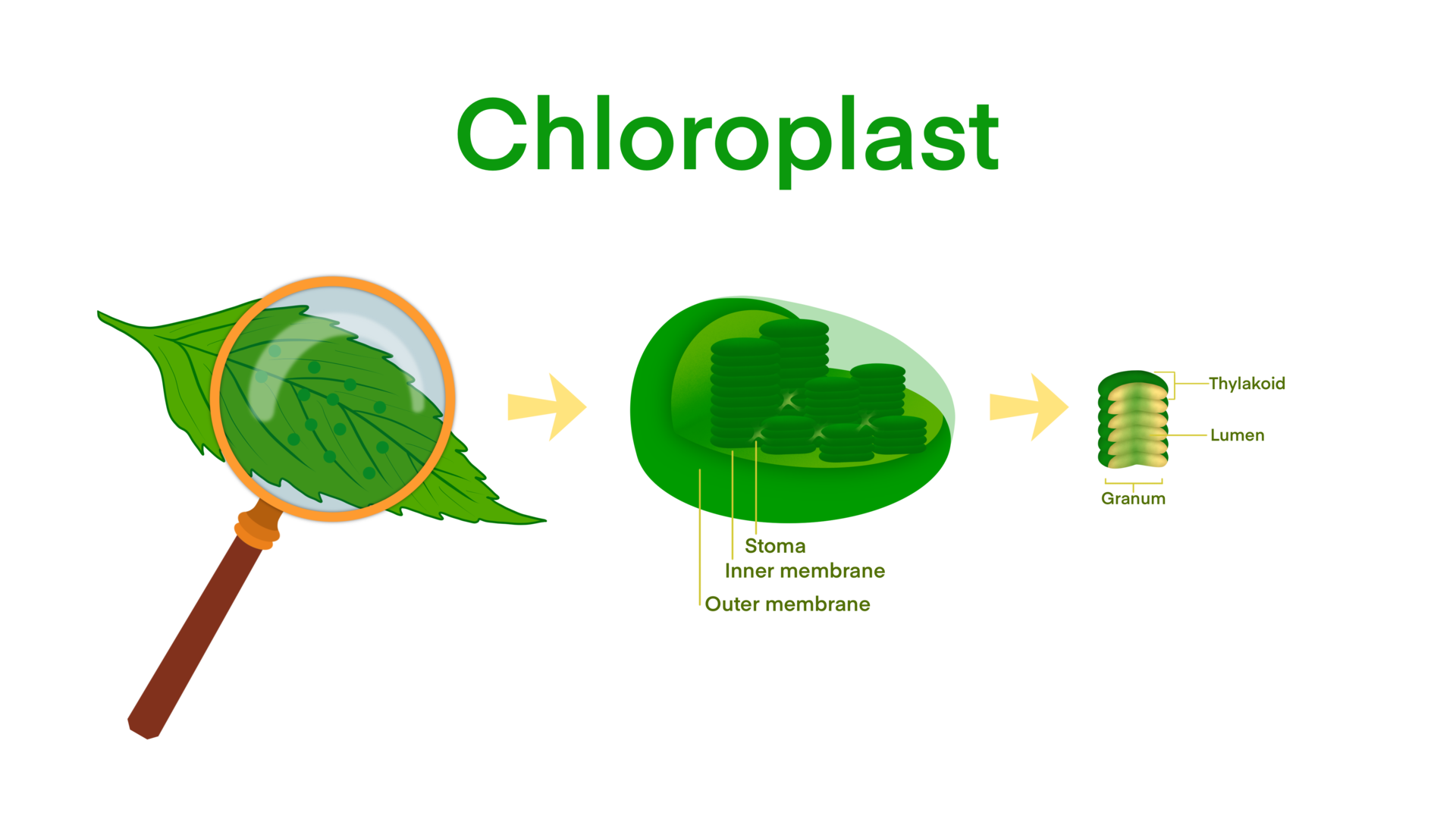 Chloroplast Photosynthesis Infographic Elements Chloroplast Organelles Structure Within Cells