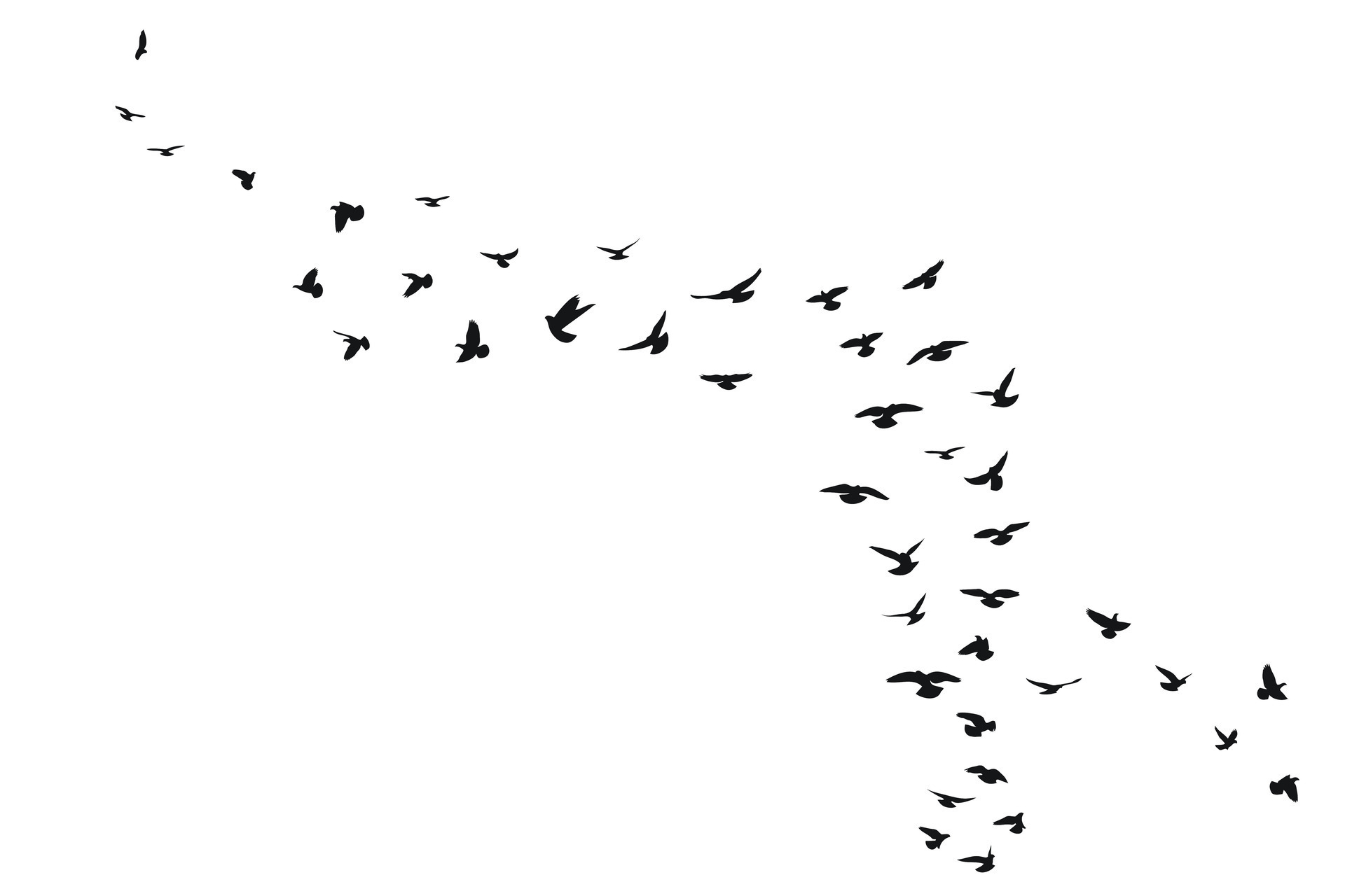 Mockup flock of flying birds, isolated vector 41497614 Vector Art at ...