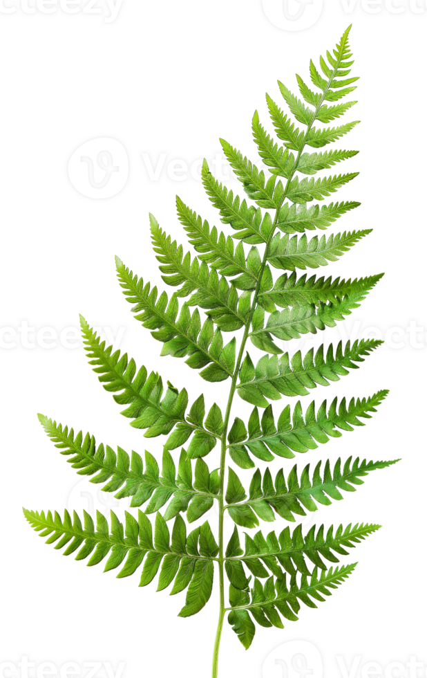 AI generated Green fern leaf isolated on black background on ... AI generated Green fern leaf isolated on black background on ...