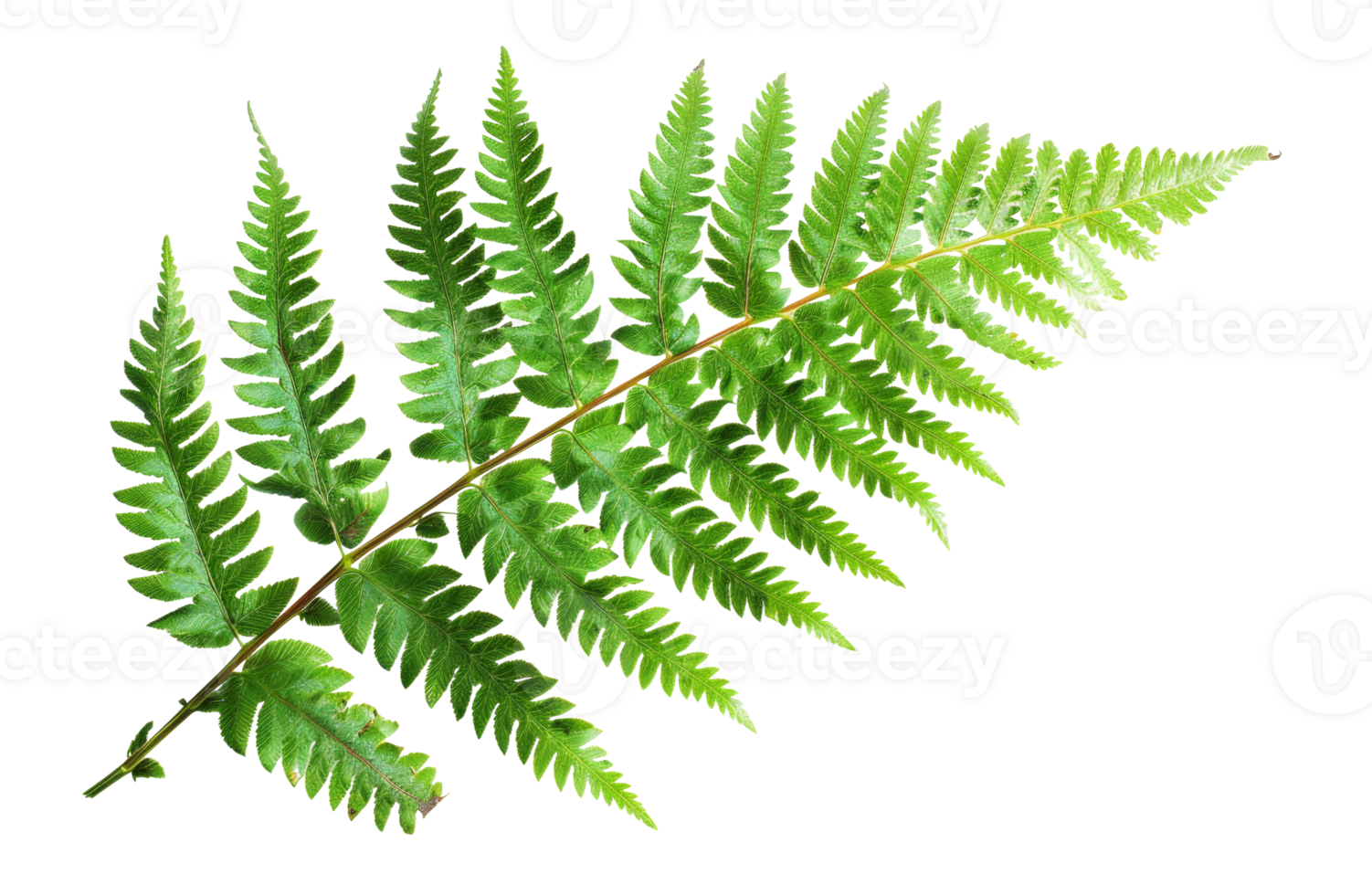 AI generated Green fern leaf isolated on black background on ... AI generated Green fern leaf isolated on black background on ...