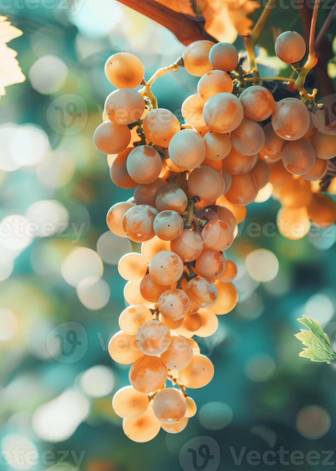 AI generated Sunlit Bunch of Ripe White Grapes Dangling From a Vine at Sunset 41715294 Stock ...