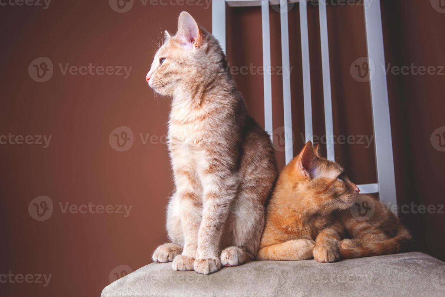 Two kittens sitting on a chair, looking in different directions, angry on each other 41874193 ...