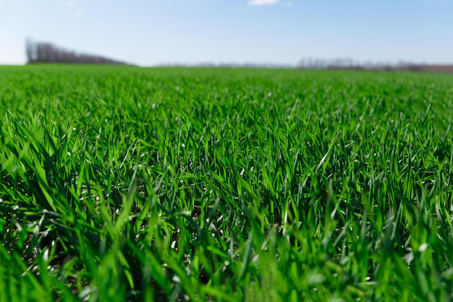 Spring Grass On The Field Green Grass Grass Grows On The Field Field In Spring 41884887 Stock
