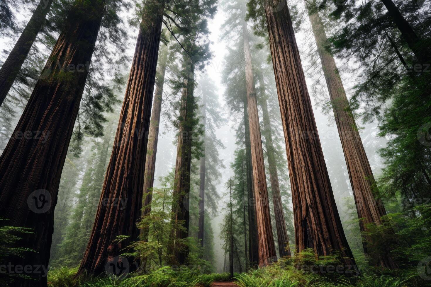 AI generated Towering redwood trees forming a majestic forest backdrop. Generative AI 41898302 ...