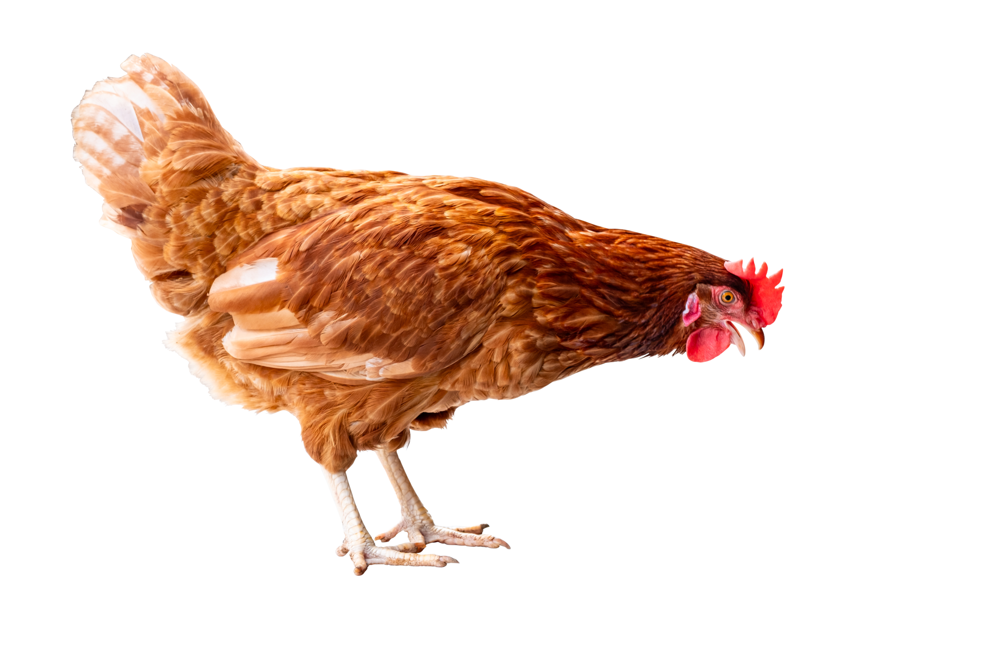 Chicken, Full body of brown chicken hen standing isolated transparent background, Laying hens ...
