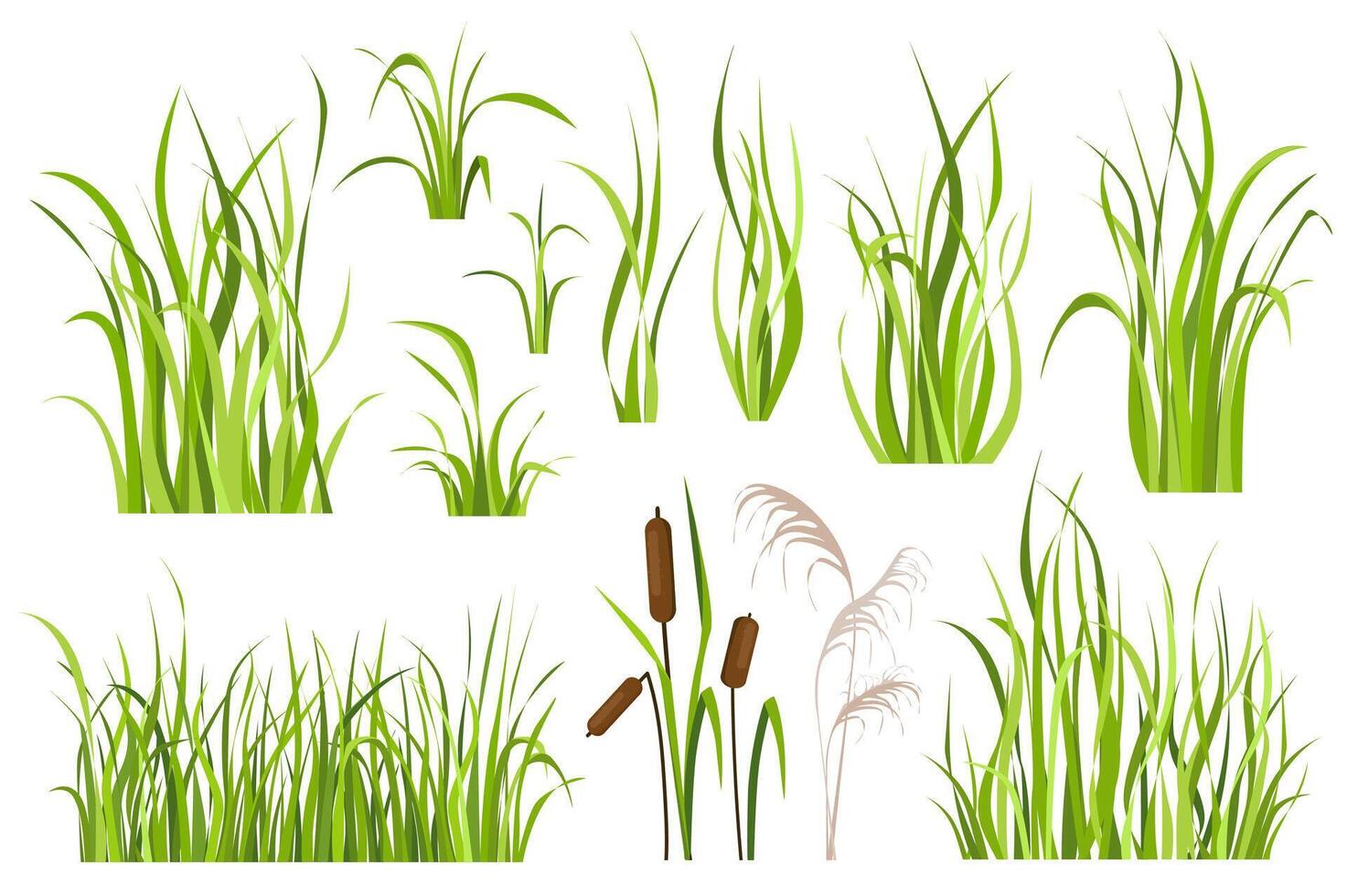 Cane And Reed Plant Set Graphic Elements In Flat Design Bundle Of
