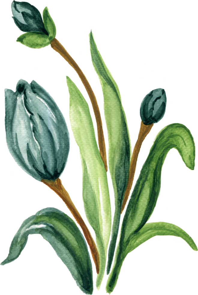 Isolated watercolor Foliage leaf flower spring tulips field 42074947 PNG