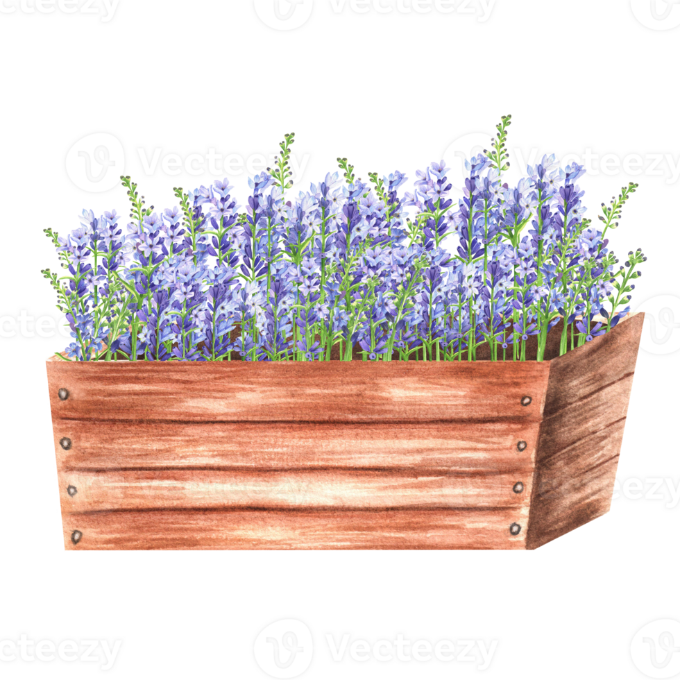 Hand Drawn Watercolor Illustration Potted Lavender With Garden In A Big Wooden Crate A Piece