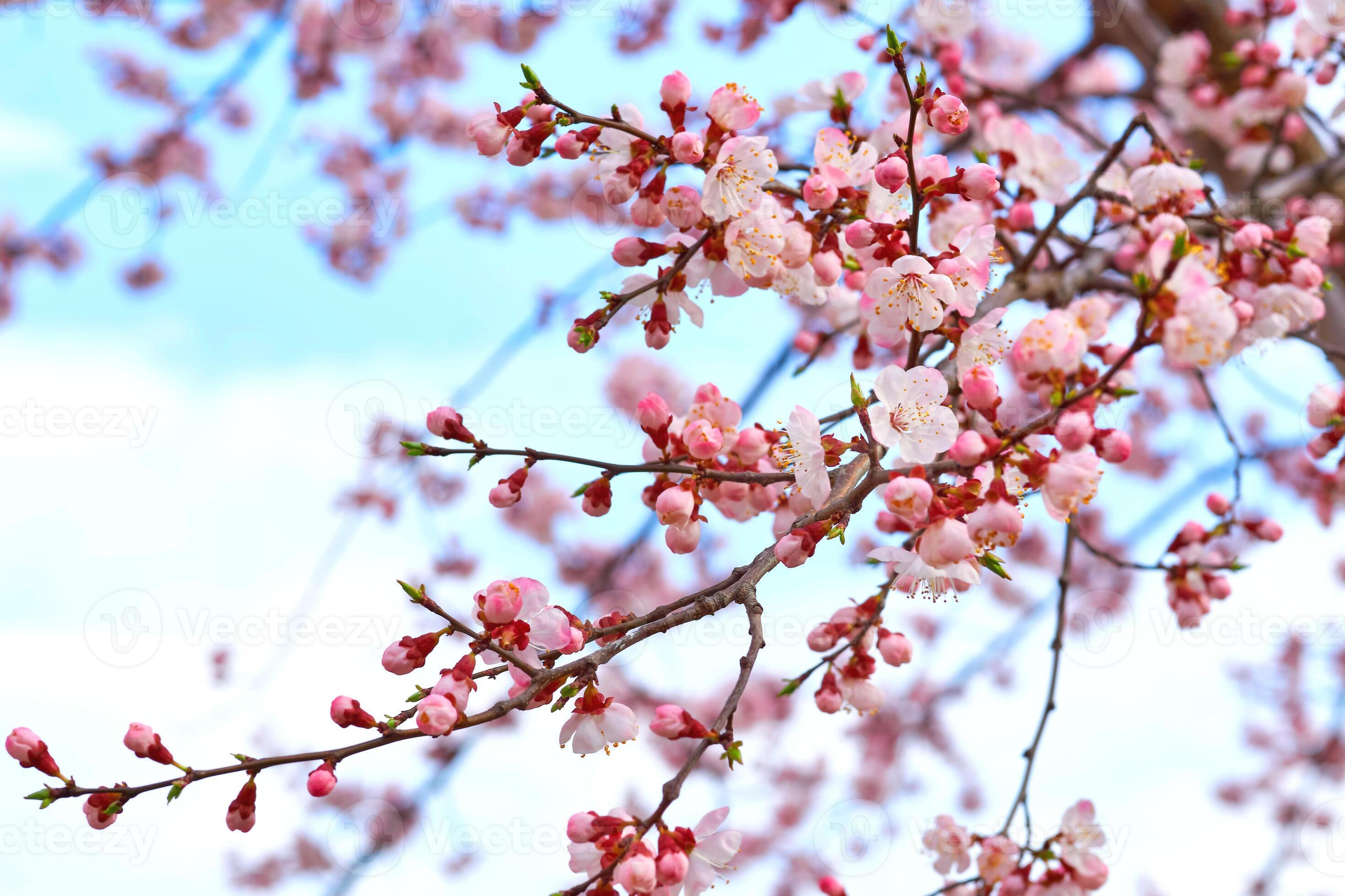 Beautiful pink delicate spring flowers,fruit tree, gardening 42237658 ...