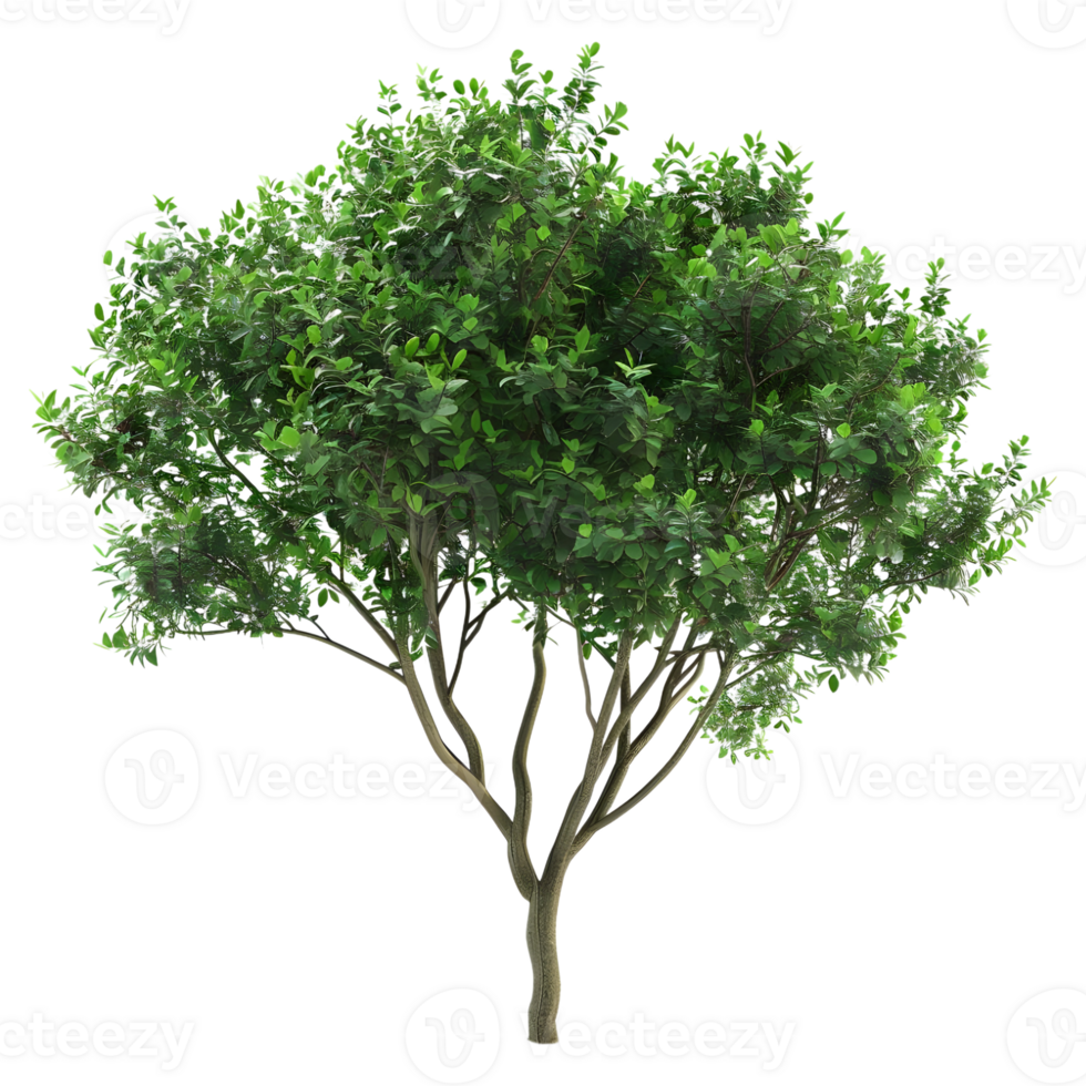 AI generated 3D Rendering of a Green Leaves Tree on Transparent ...