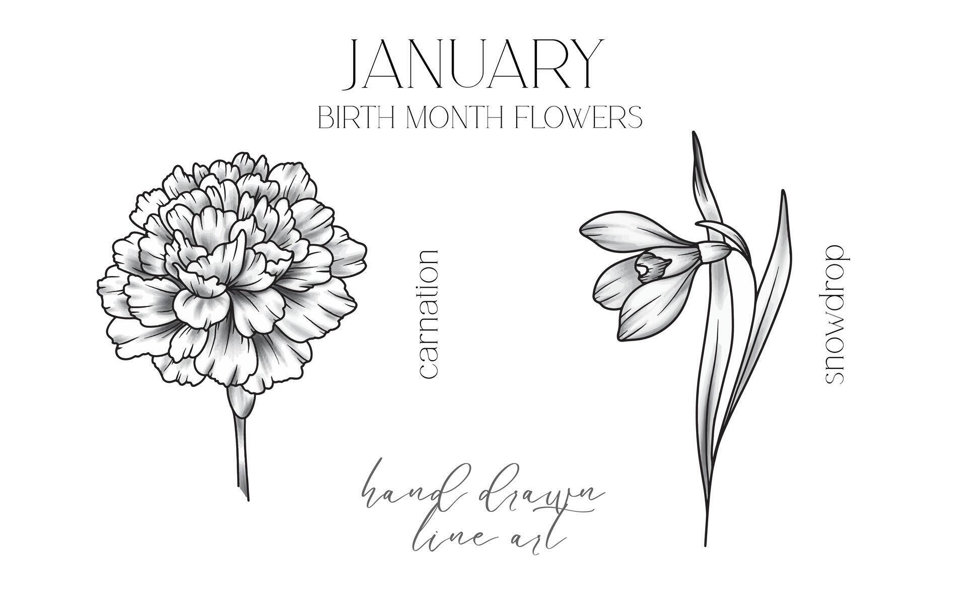January Birth Month Flowers. Carnation outline isolated on white. Snowdrop Line Art. Hand drawn ...