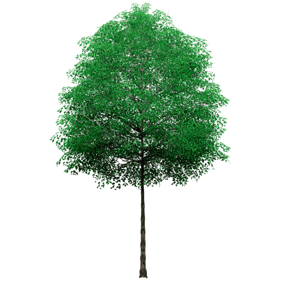 Beautiful 3D Trees Isolated , Use for visualization in architectural ...