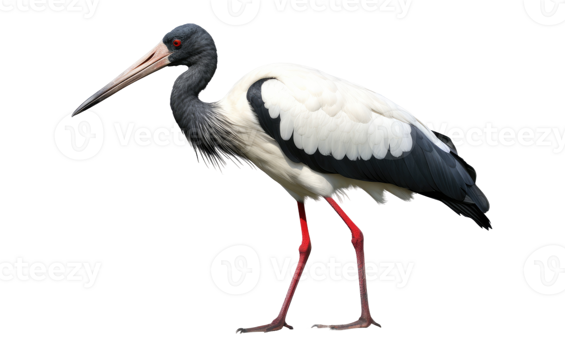 AI generated Jabiru Stork On Transparent Background. 42388174 PNG