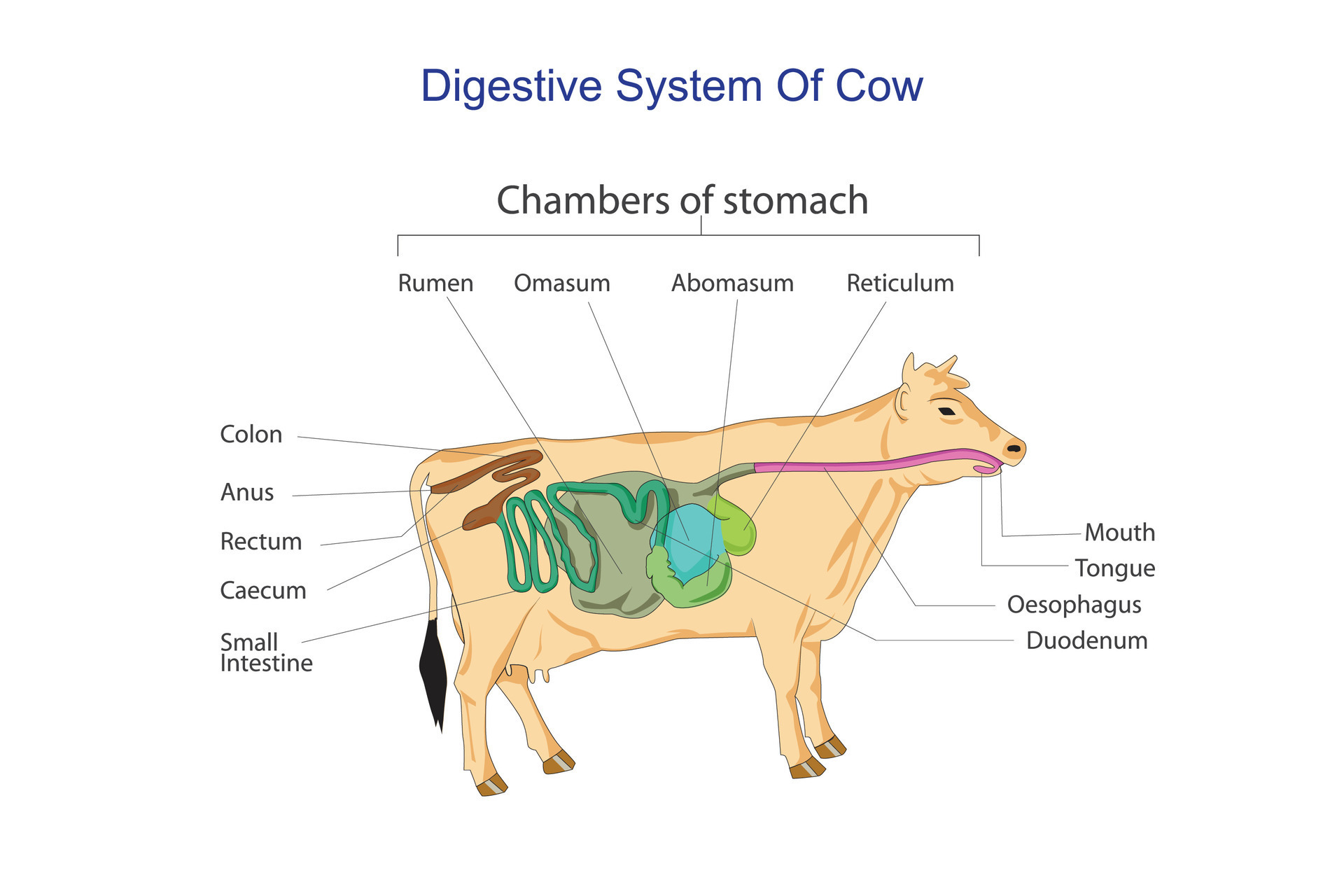 Ruminant digestion system with inner digestive structure outline ...