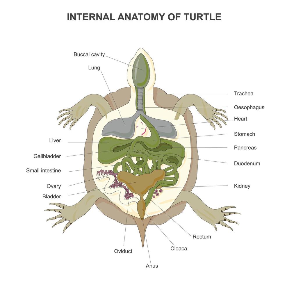 Internal anatomy of turtle isolated on white background. Tortoise ... Internal anatomy of turtle isolated on white background. Tortoise ...