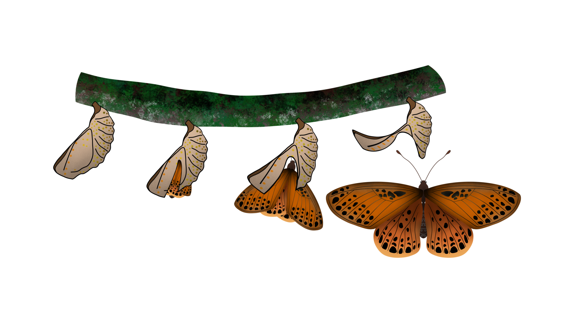 Life cycle of common wing butterfly, metamorphosis from caterpillar to ...