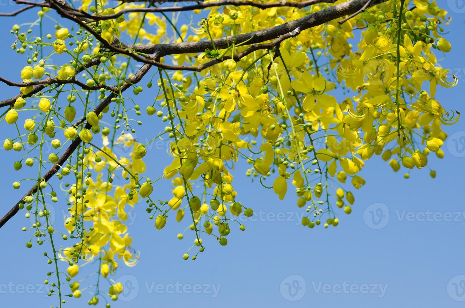 Yellow Blossom of Cassia Fistula or Golden Shower Tree Blooming in Summer 42405511 Stock Photo ...