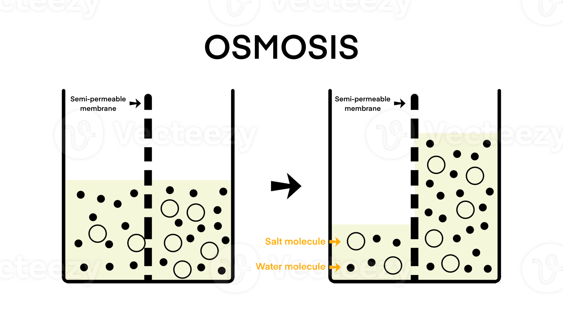 Osmosis Solvent Passing Through The Semipermeable Membrane From The Less Concentrated Part To