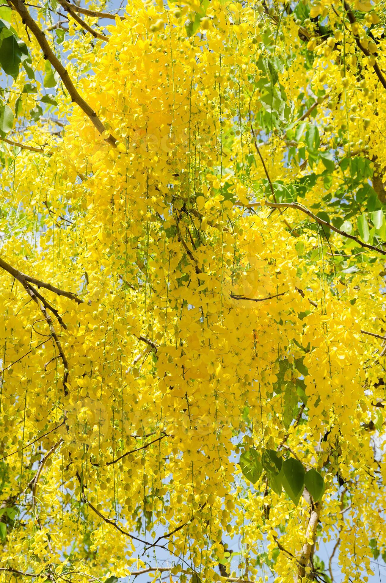 Yellow Blossom of Cassia Fistula or Golden Shower Tree Blooming in Summer 42405525 Stock Photo ...