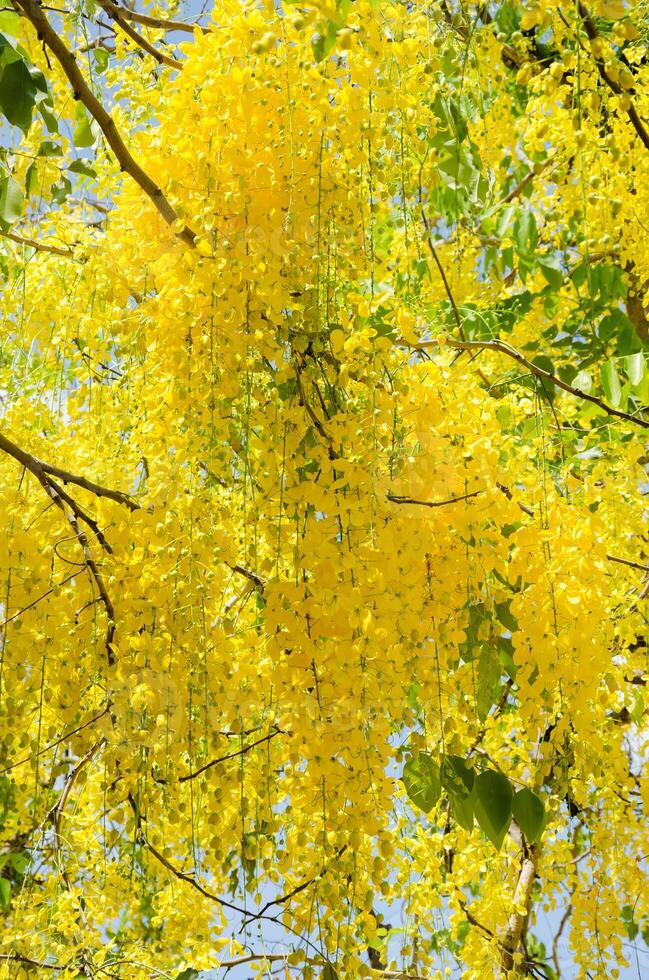 Yellow Blossom of Cassia Fistula or Golden Shower Tree Blooming in Summer 42405525 Stock Photo ...