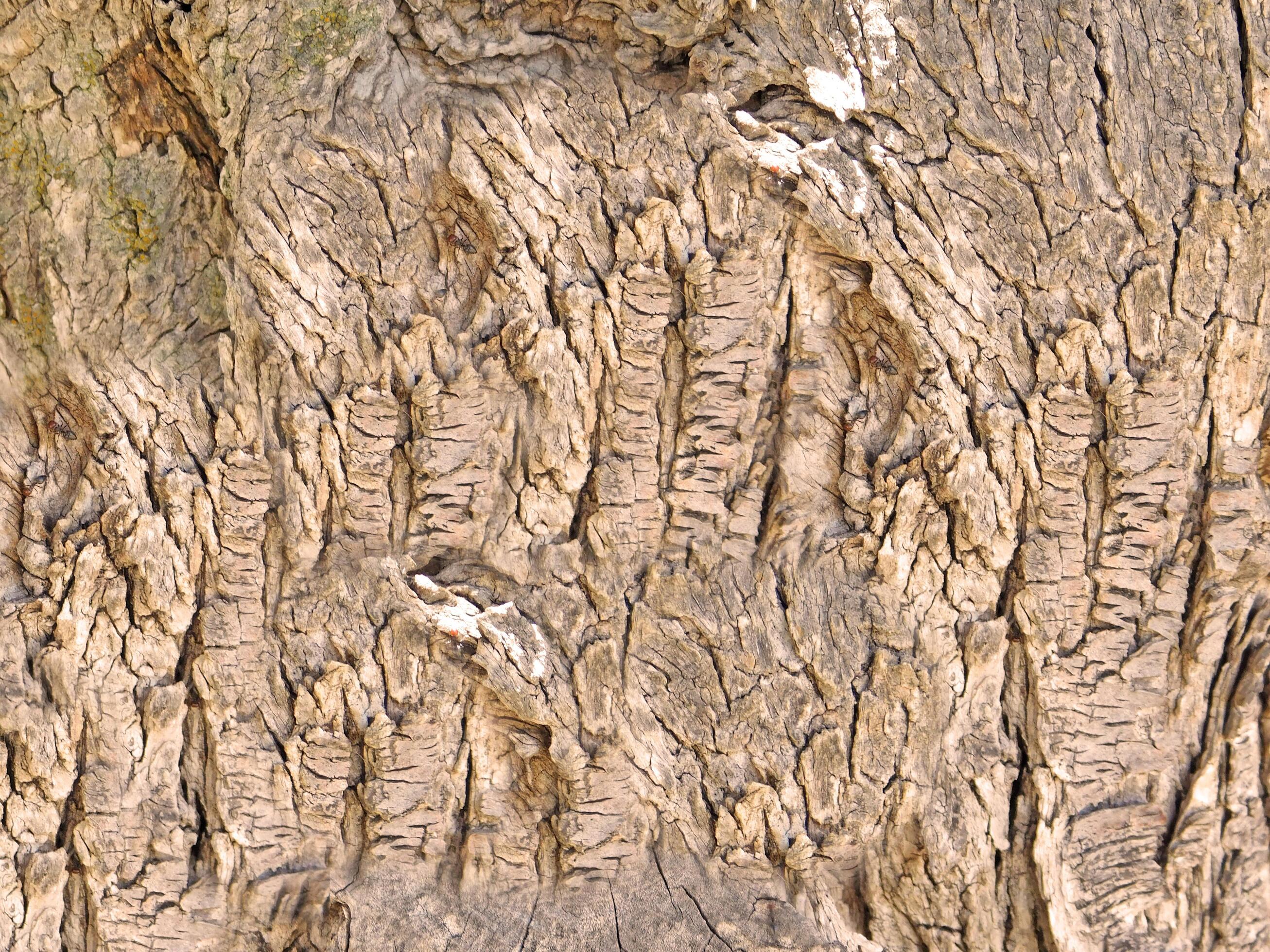 Tree trunk texture 42528053 Stock Photo at Vecteezy