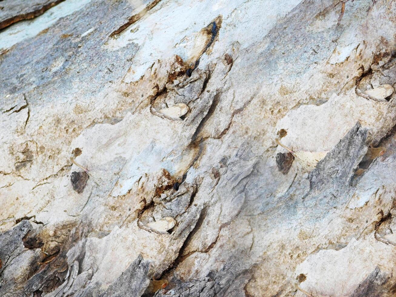 Tree trunk texture 42528670 Stock Photo at Vecteezy