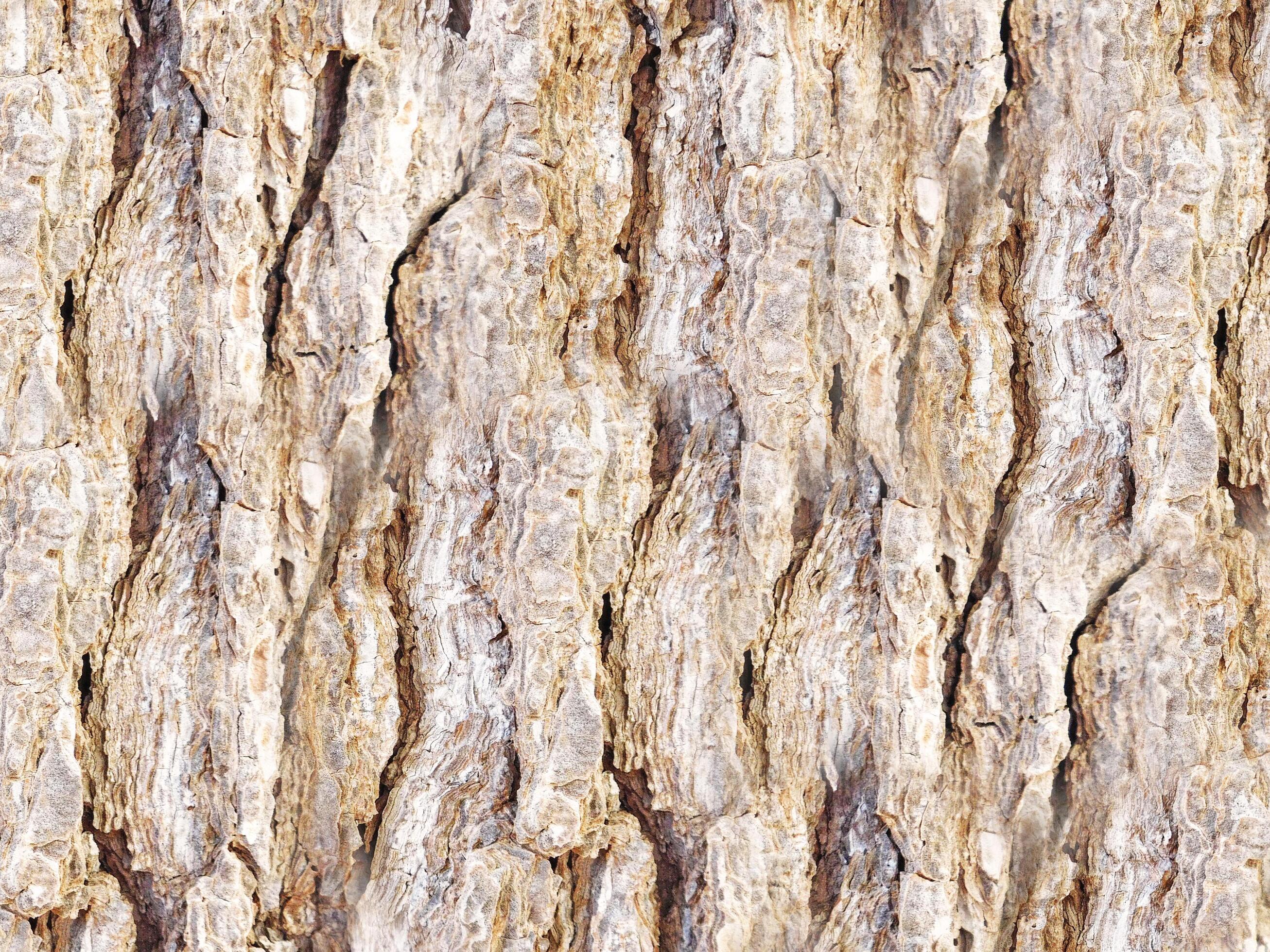 tree trunk texture 42529548 Stock Photo at Vecteezy