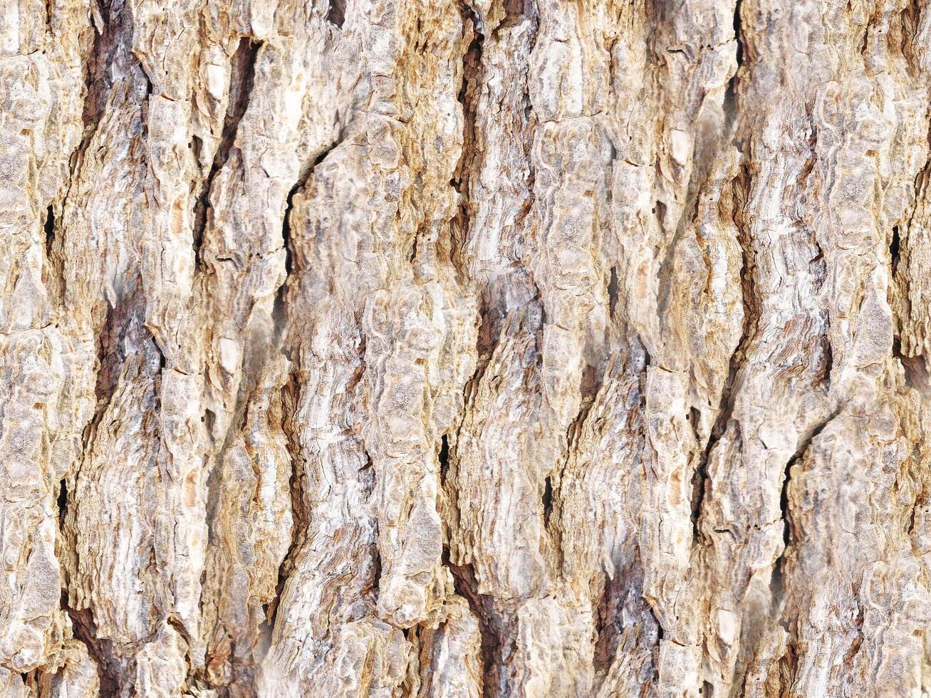 tree trunk texture 42529548 Stock Photo at Vecteezy