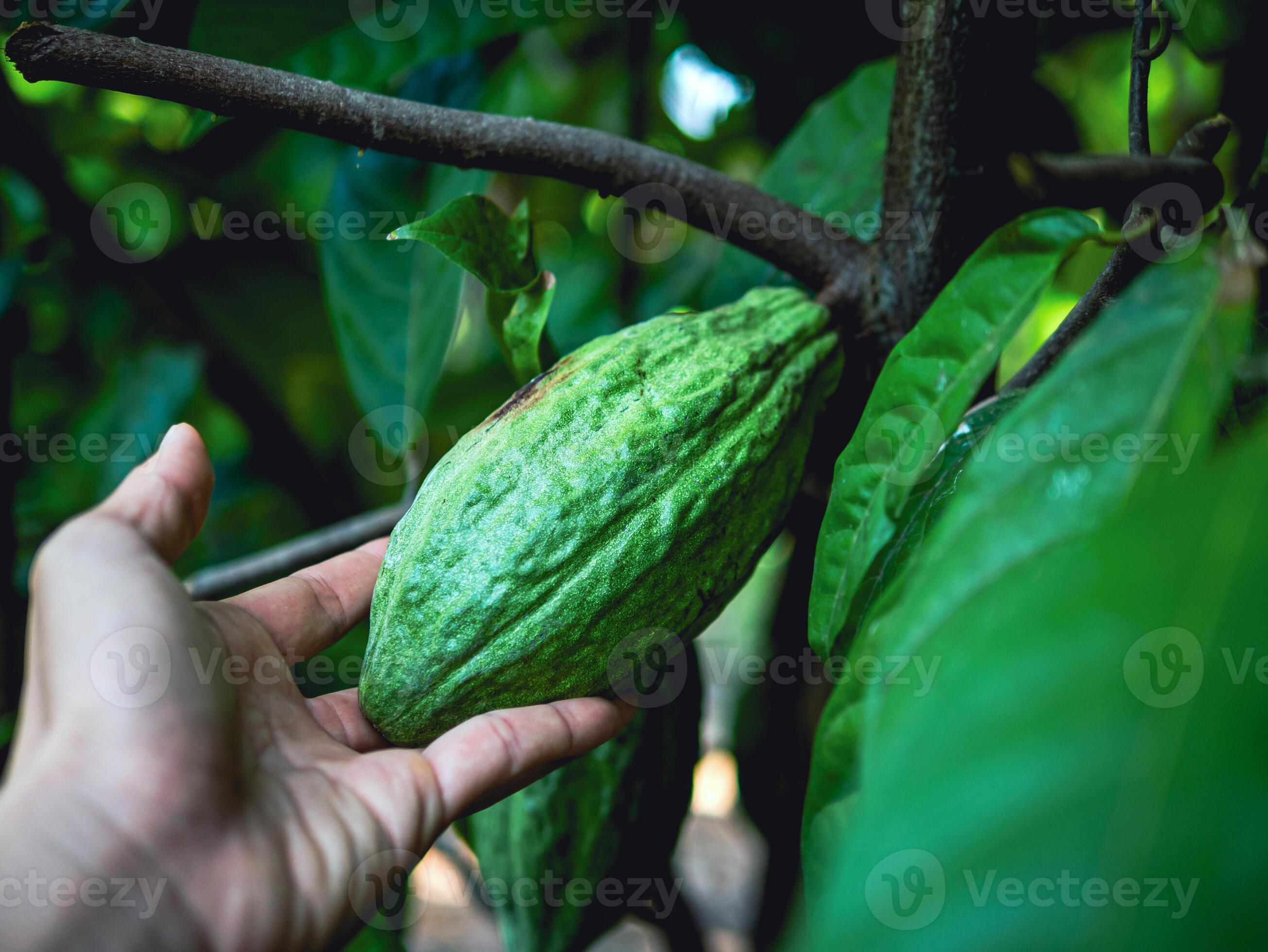 Unripe organic Cocoa fruit in hand . The cocoa tree Theobroma cacao with fruits, Green cocoa raw ...