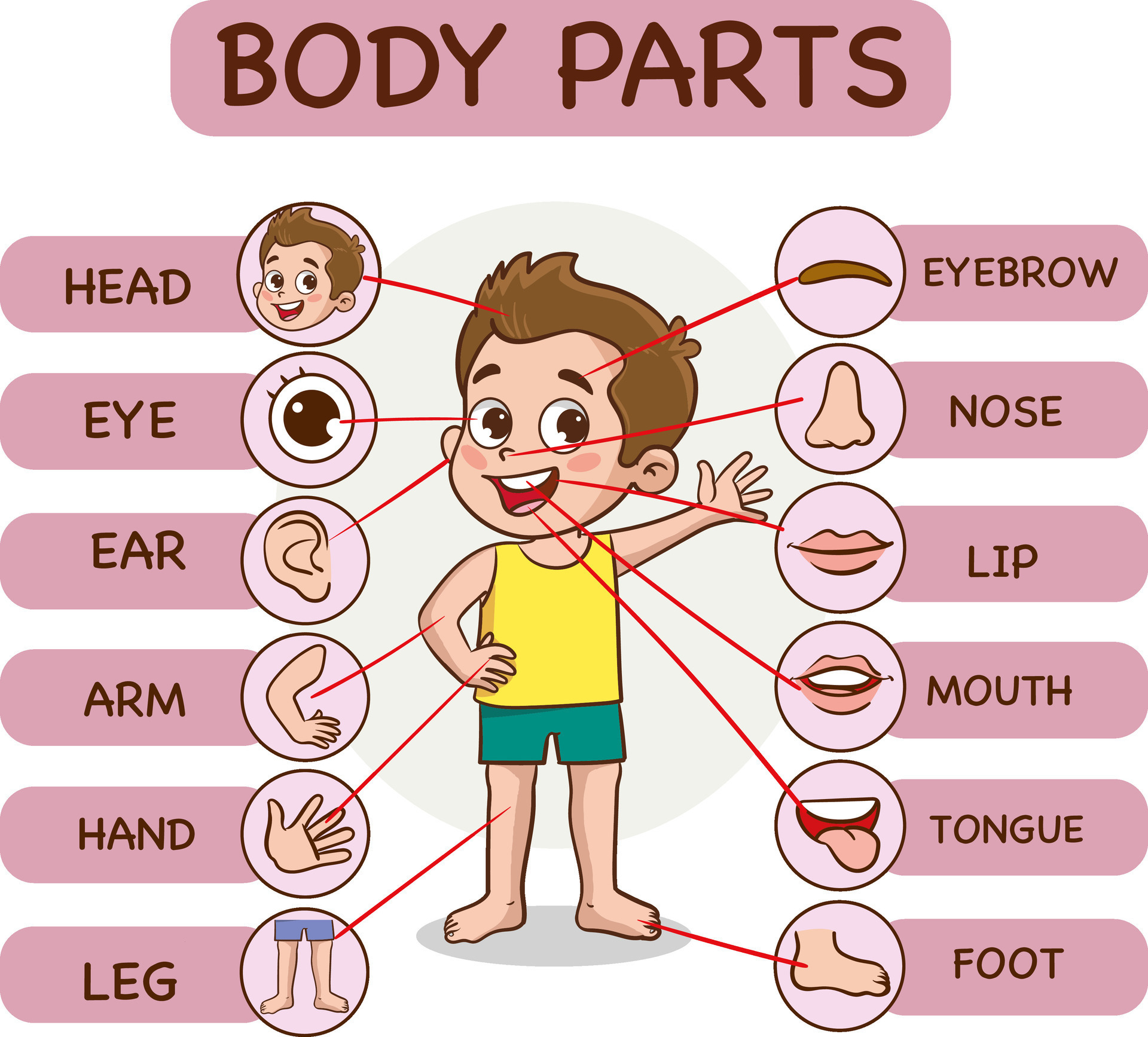 Body parts infographic with cartoon boy and various body parts vector ...