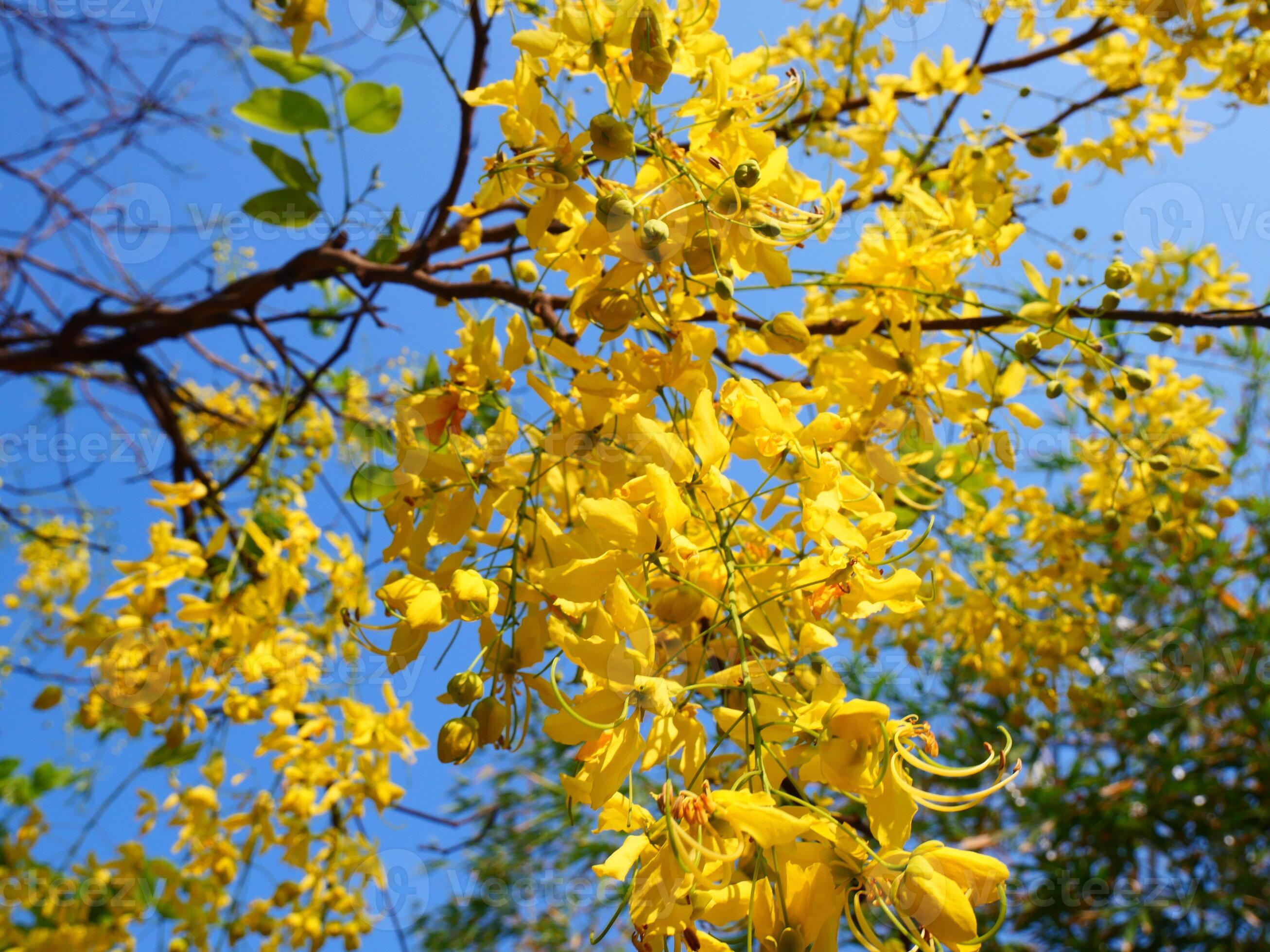 Yellow golden shower flowers dangle from the branches. The background is a bright blue sky ...