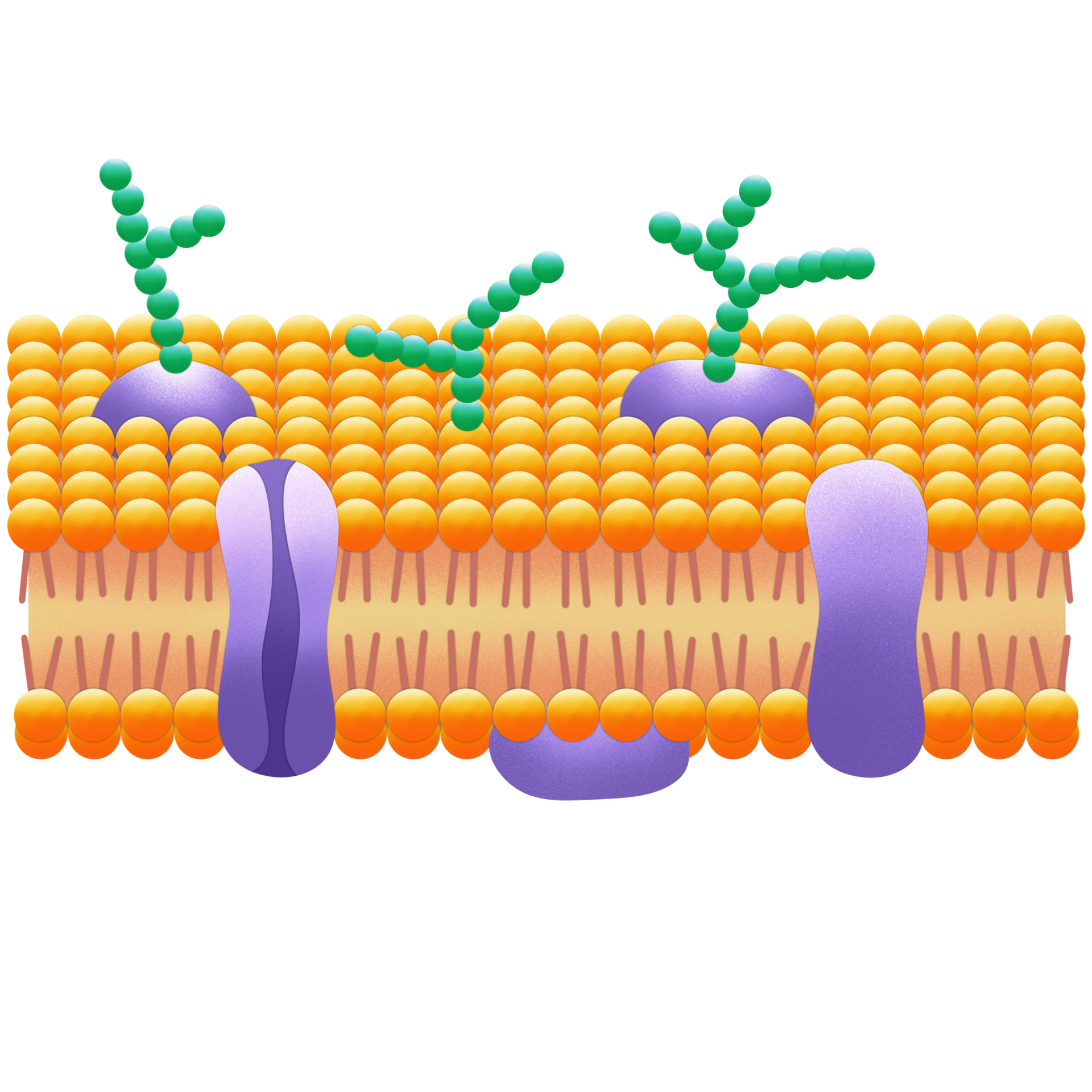 Cell membrane structure illustration by hand drawn 42569434 PNG Cell membrane structure illustration by hand drawn 42569434 PNG