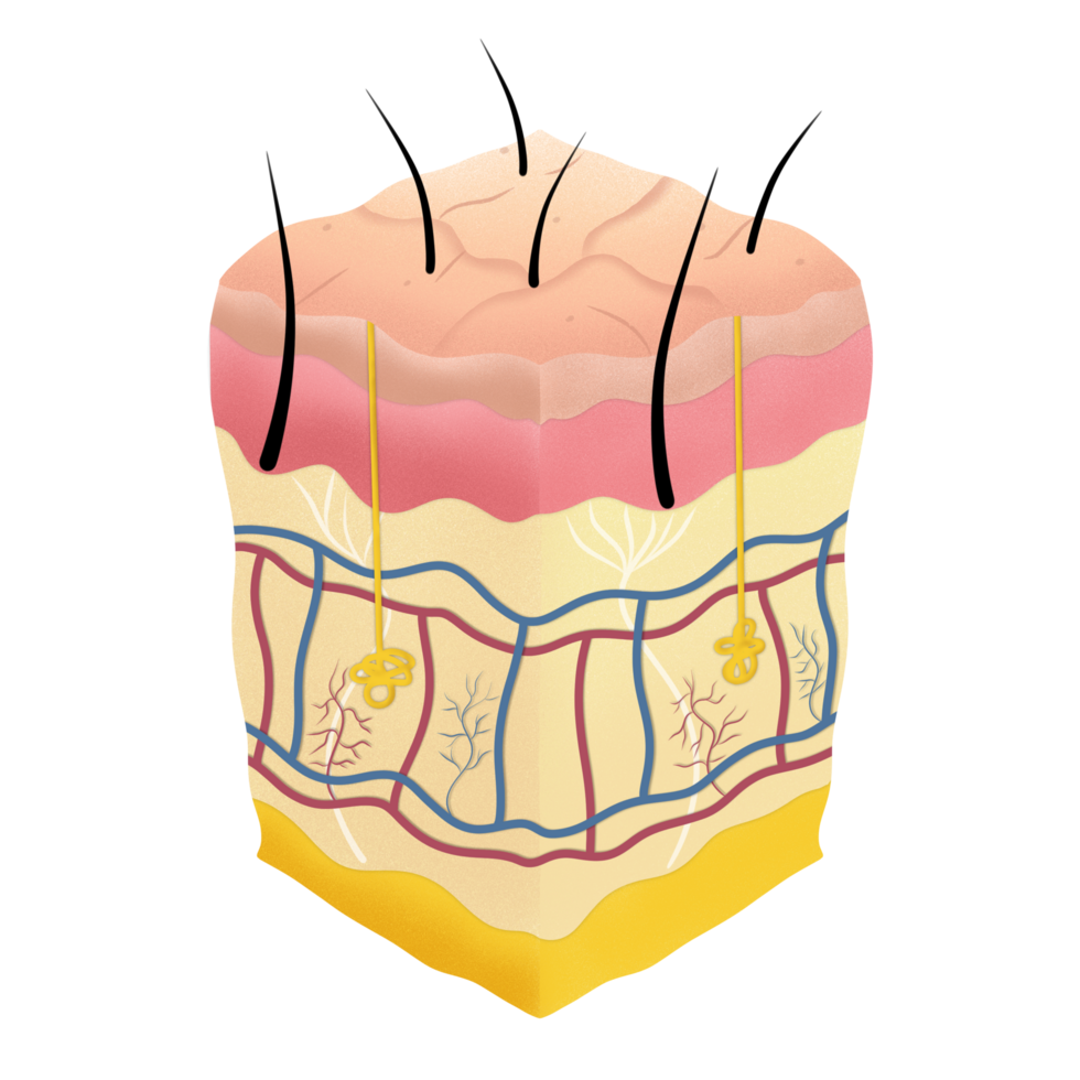Skin structure illustration by hand drawn 42569440 PNG Skin structure illustration by hand drawn 42569440 PNG