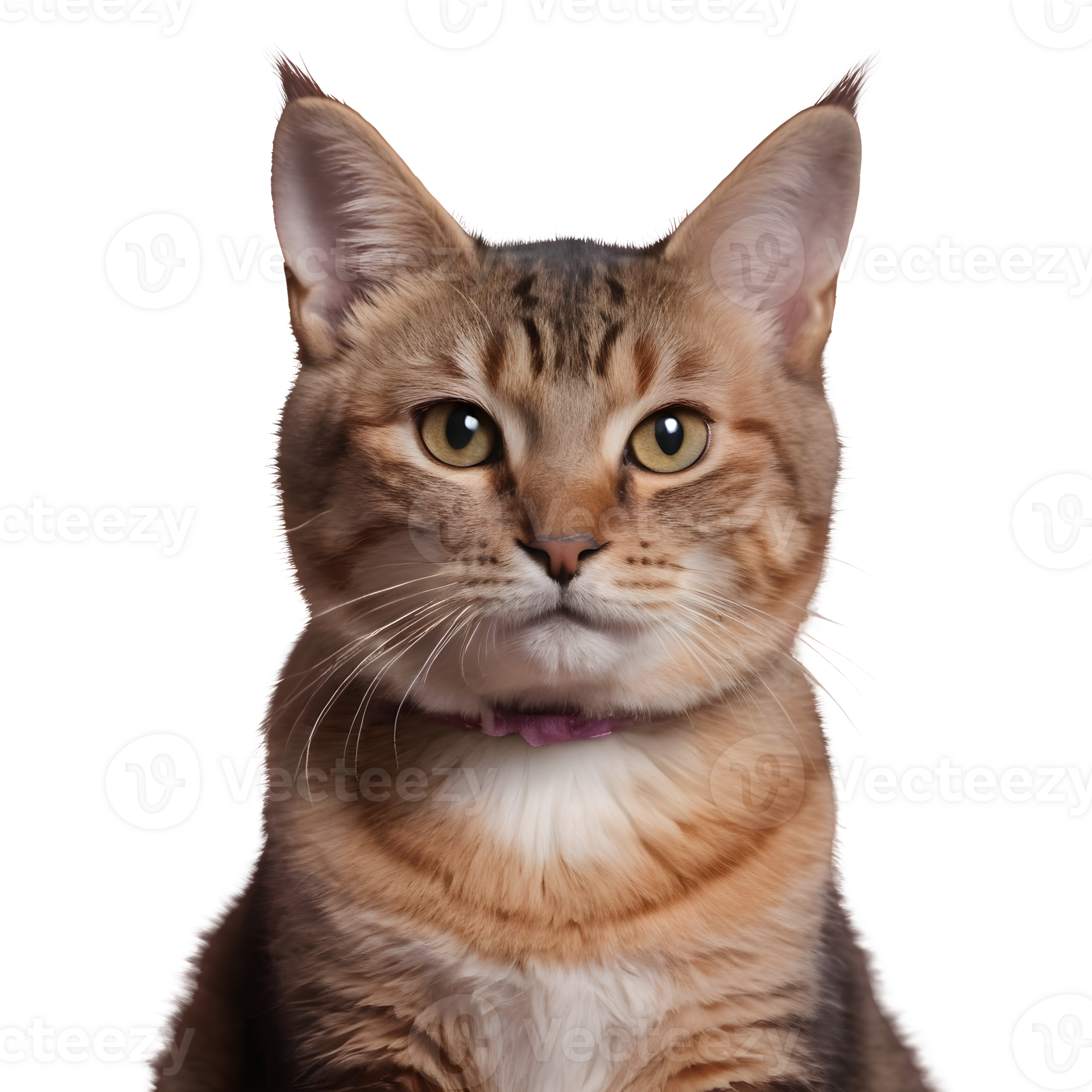 AI generated cat isolated on transparent background 42642076 PNG