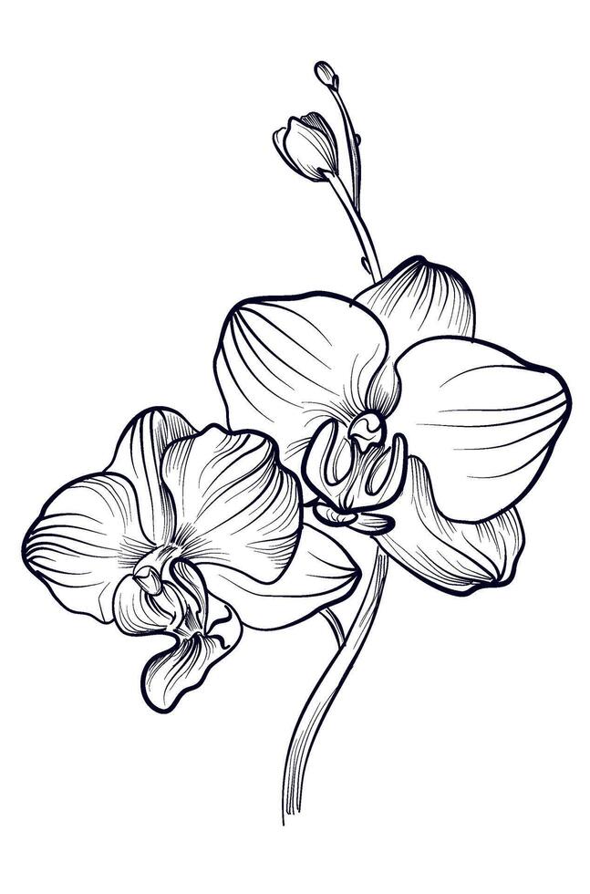 Hand Drawing Of Phalaenopsis Orchid Flowers 42675365 Vector Art At Vecteezy