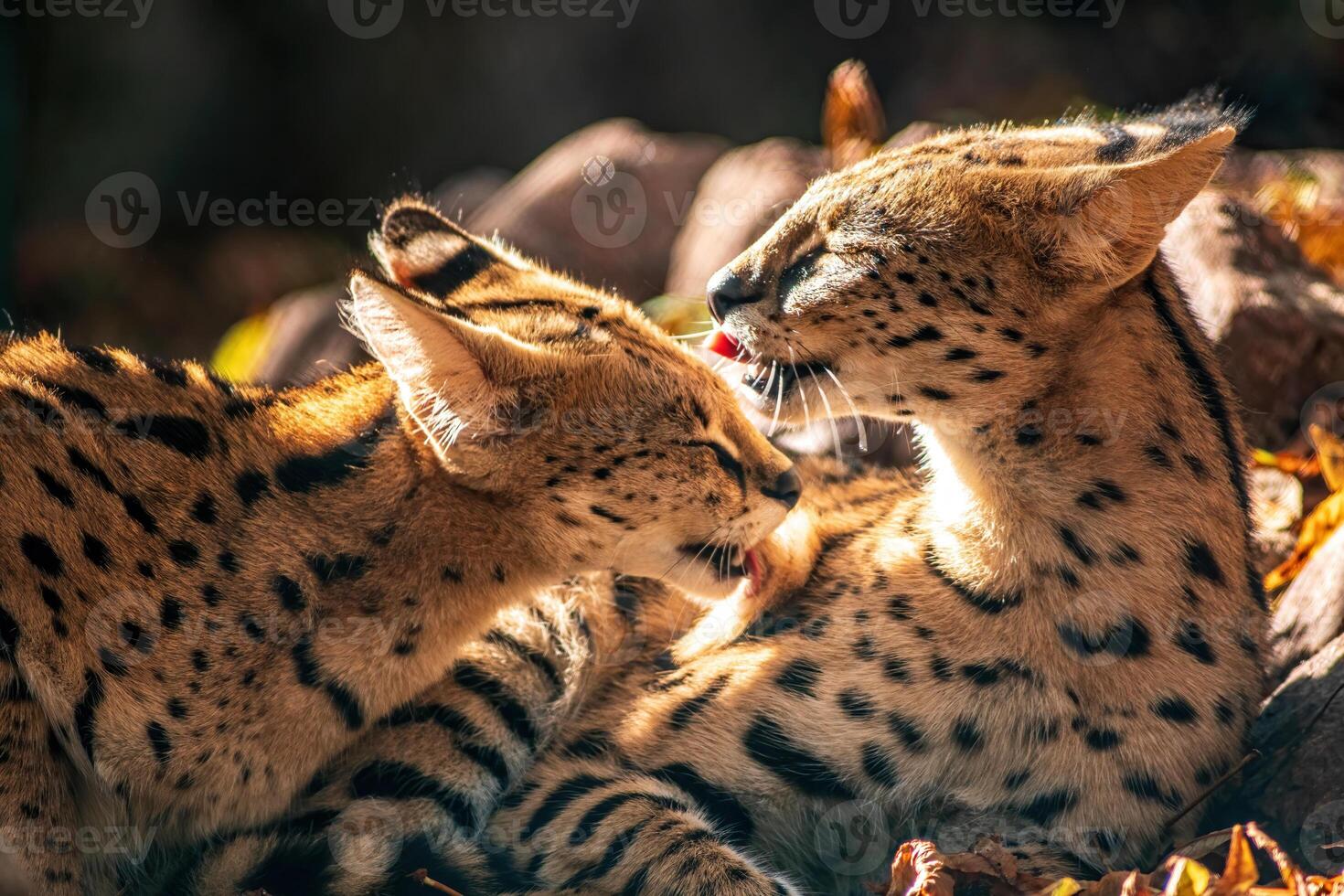 Page 2 | Serval Stock Photos, Images and Backgrounds for Free Download